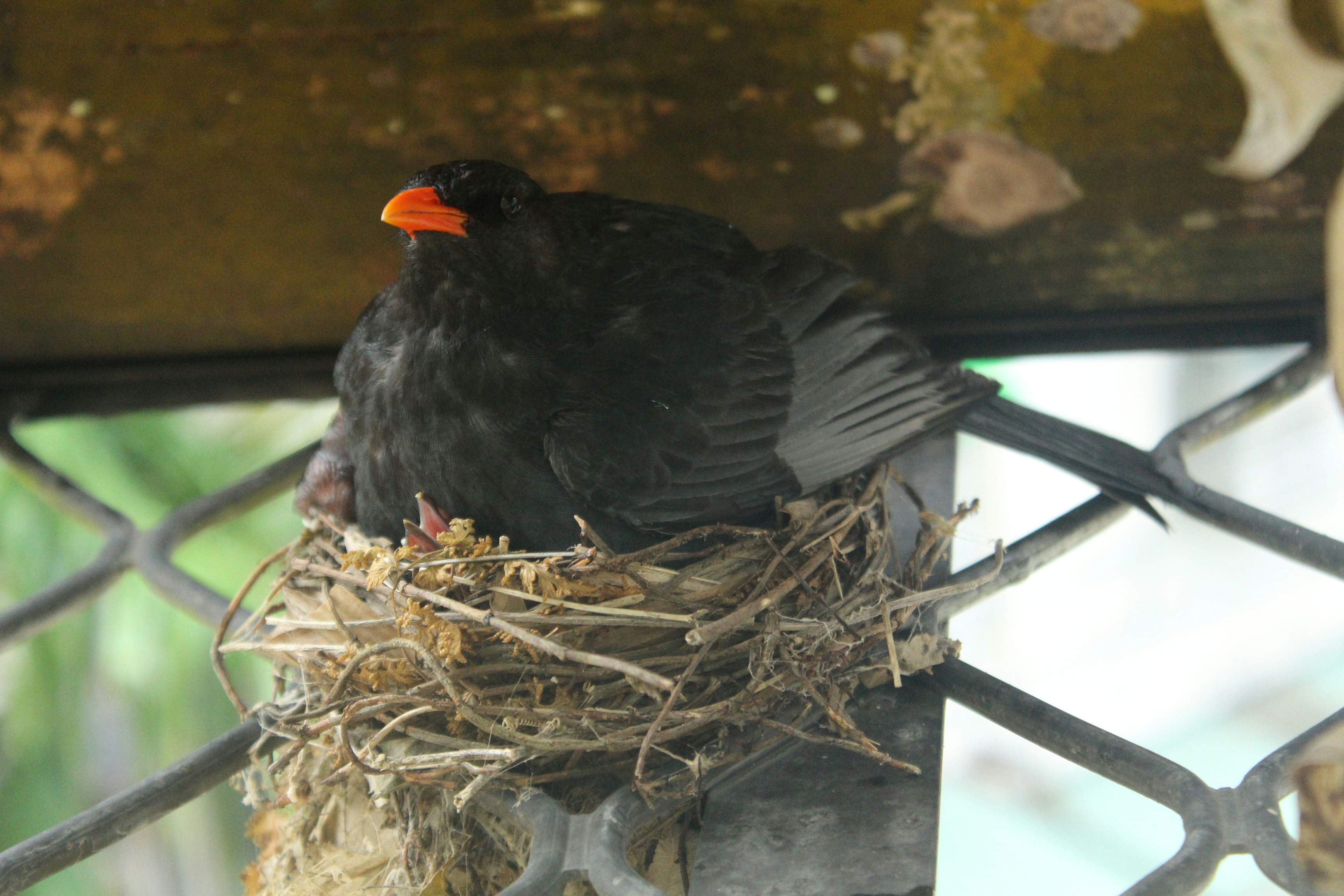 A black bulbul (Hypsipetes leucocephalus) protected its nestlings on a rainy day.
The photo was shot through my bedroom window.