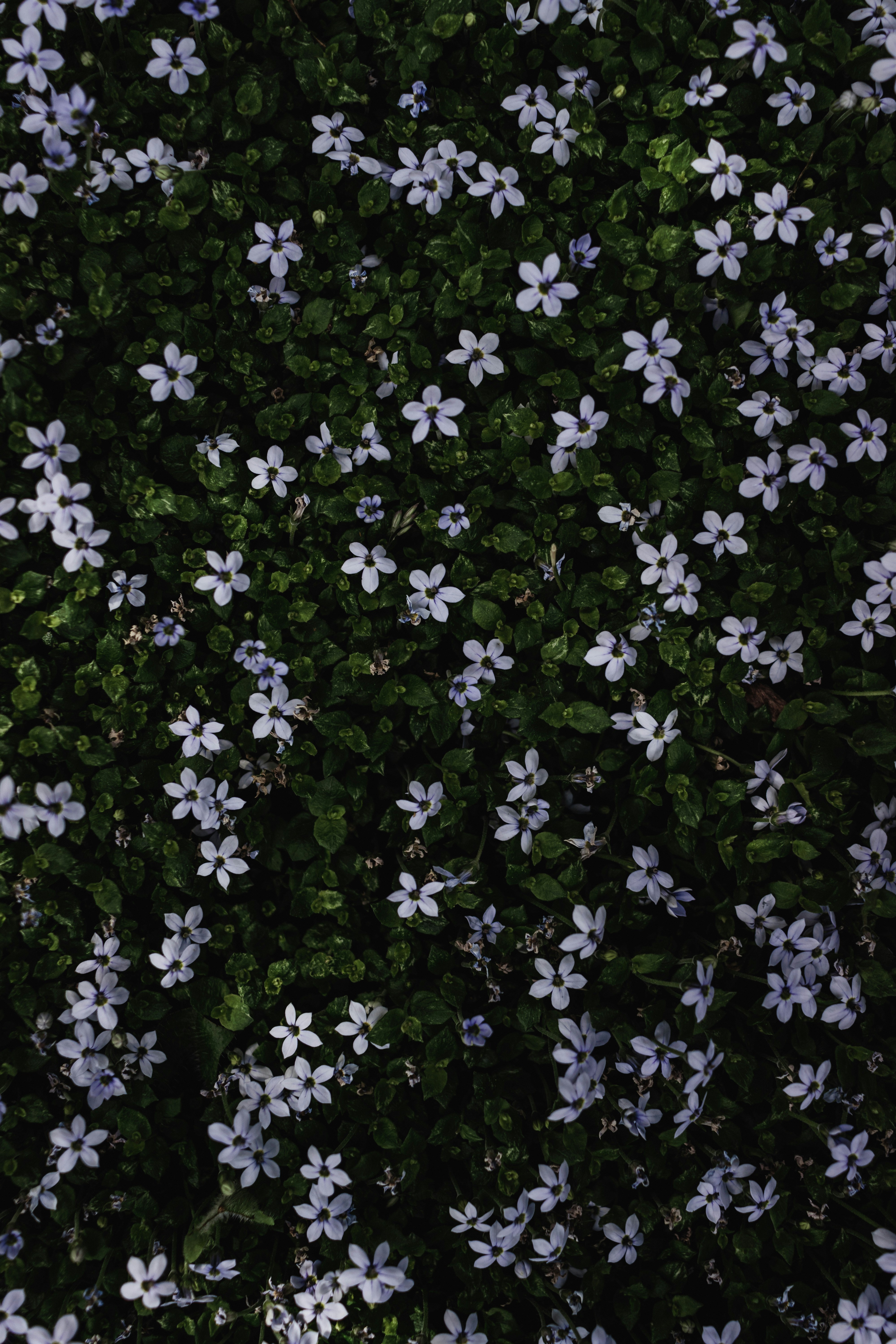 Dusk Carpet: A Field of Pale Lilac Five-Petal Blooms
