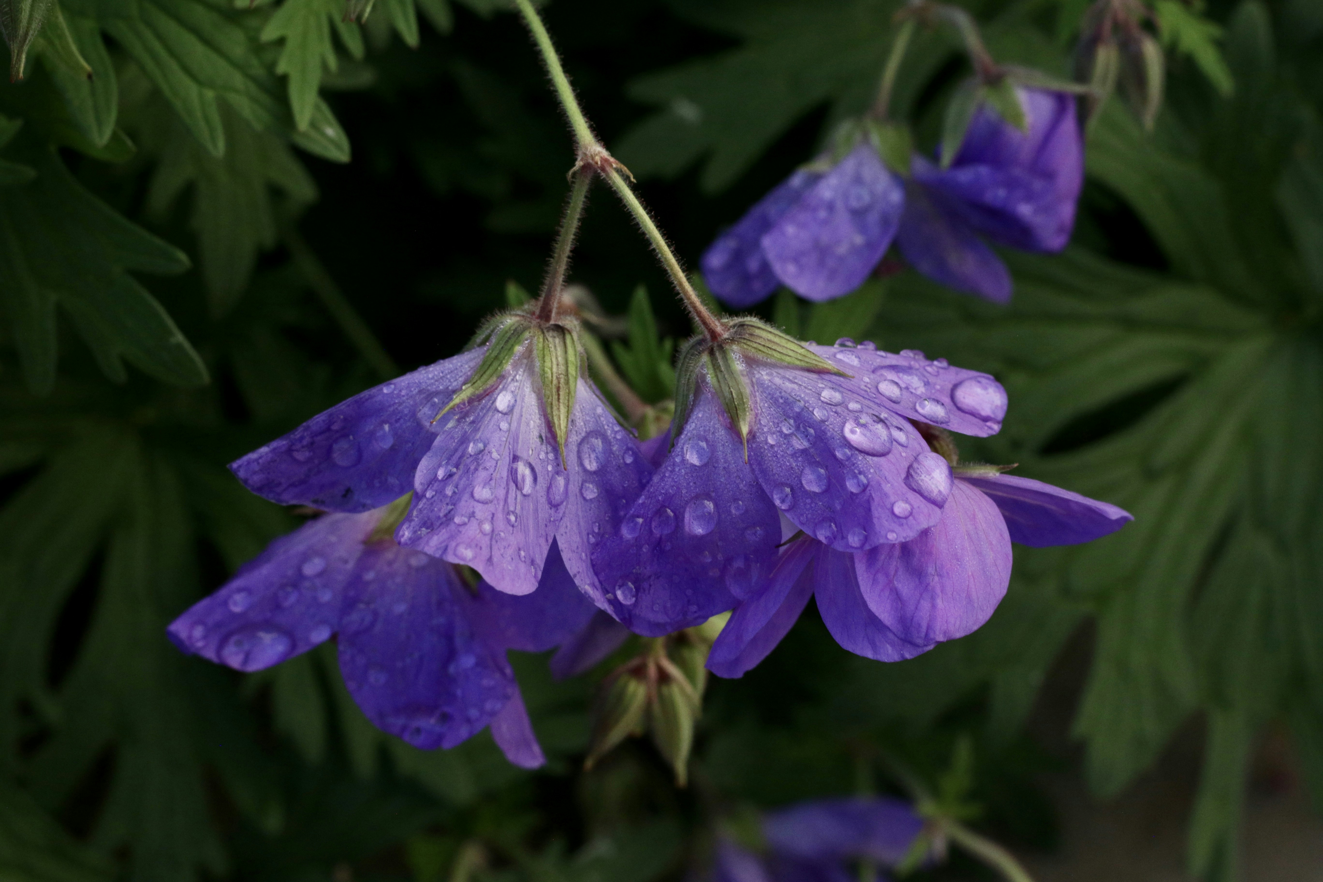 Dew-kissed Purple Bellflowers in a Quiet Foliage Frame