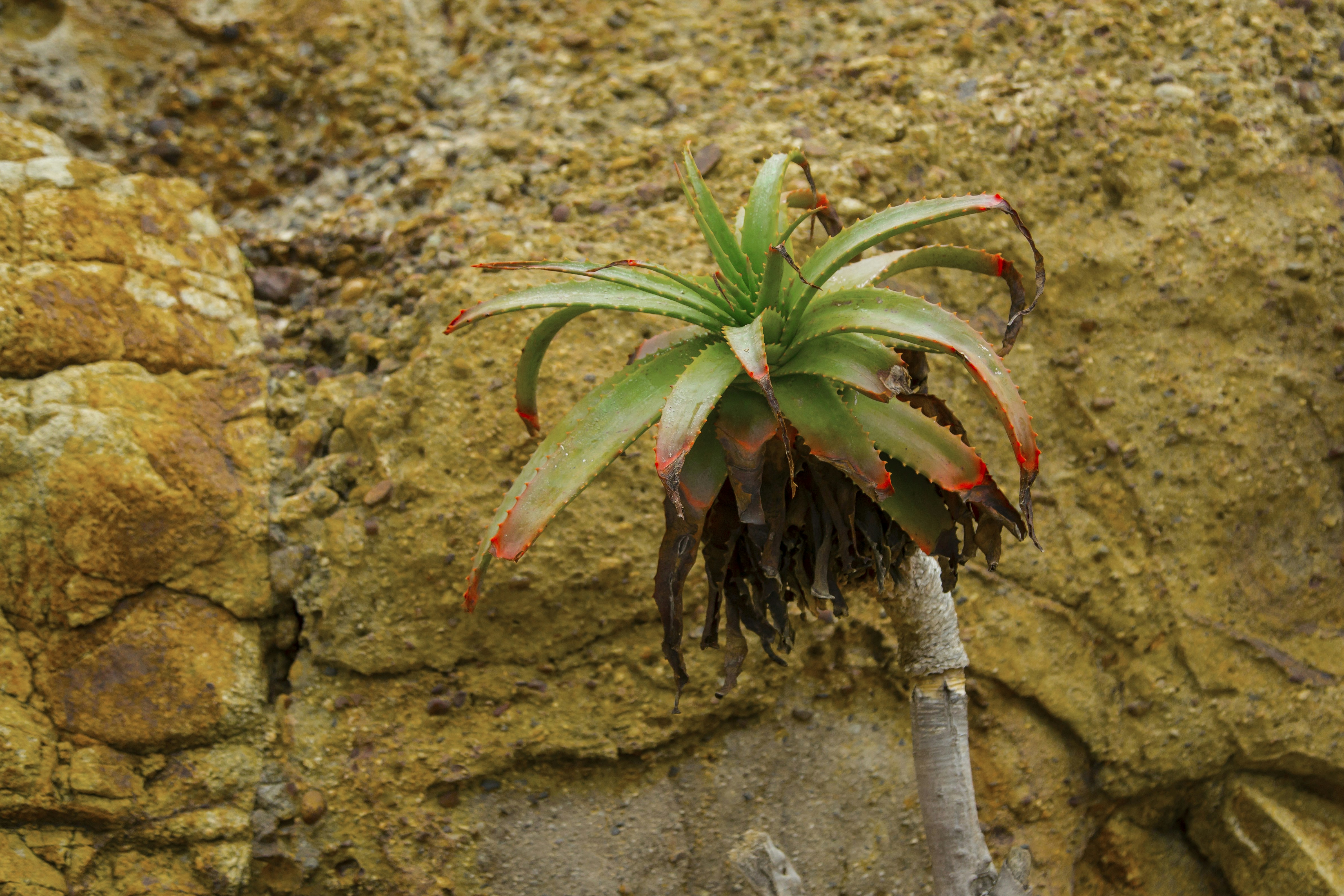 Verdant Crown on a Sun-Warmed Stone Wall