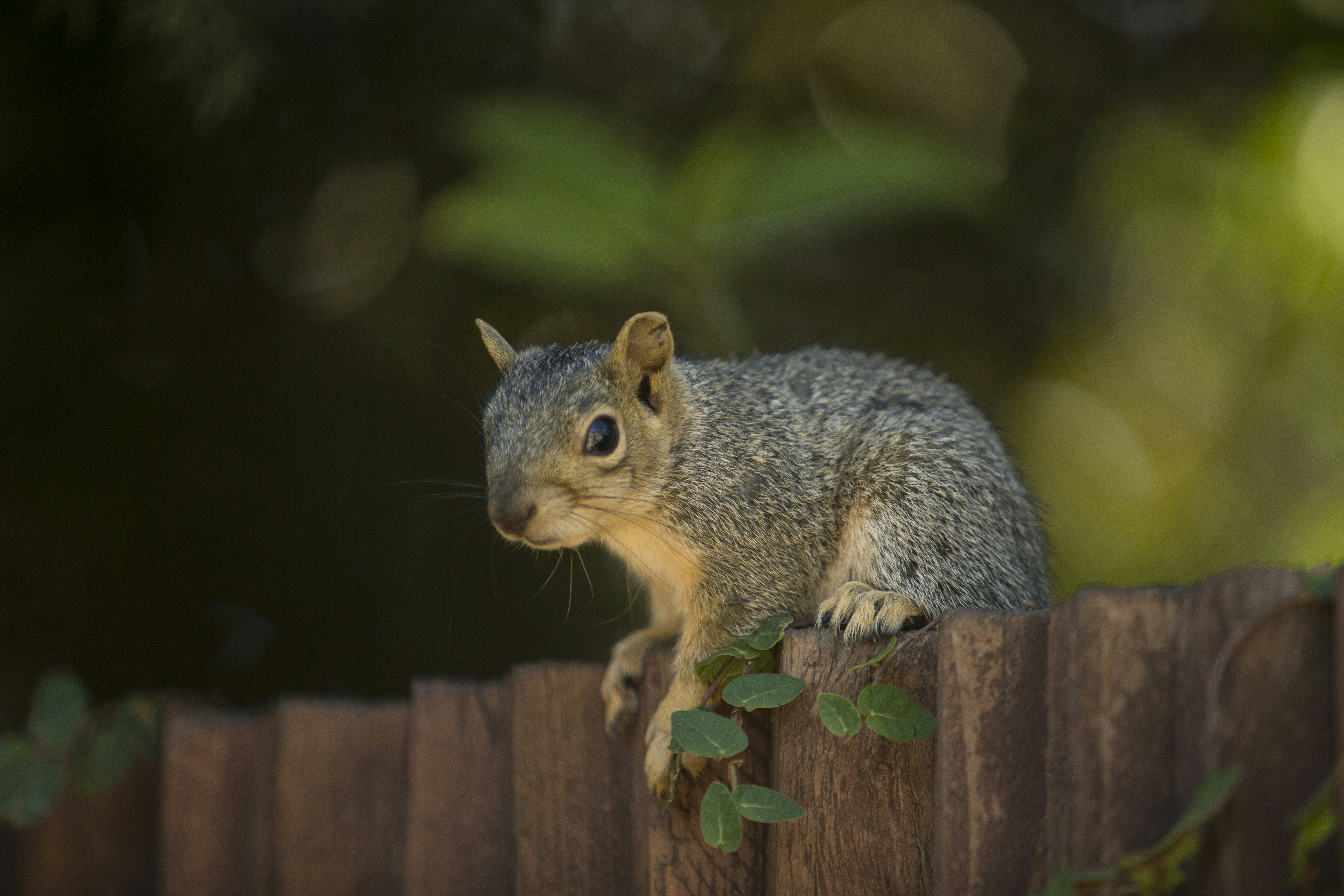 Curious Grey Squirrel Perches Along a Weathered Fence in Quiet Garden Light