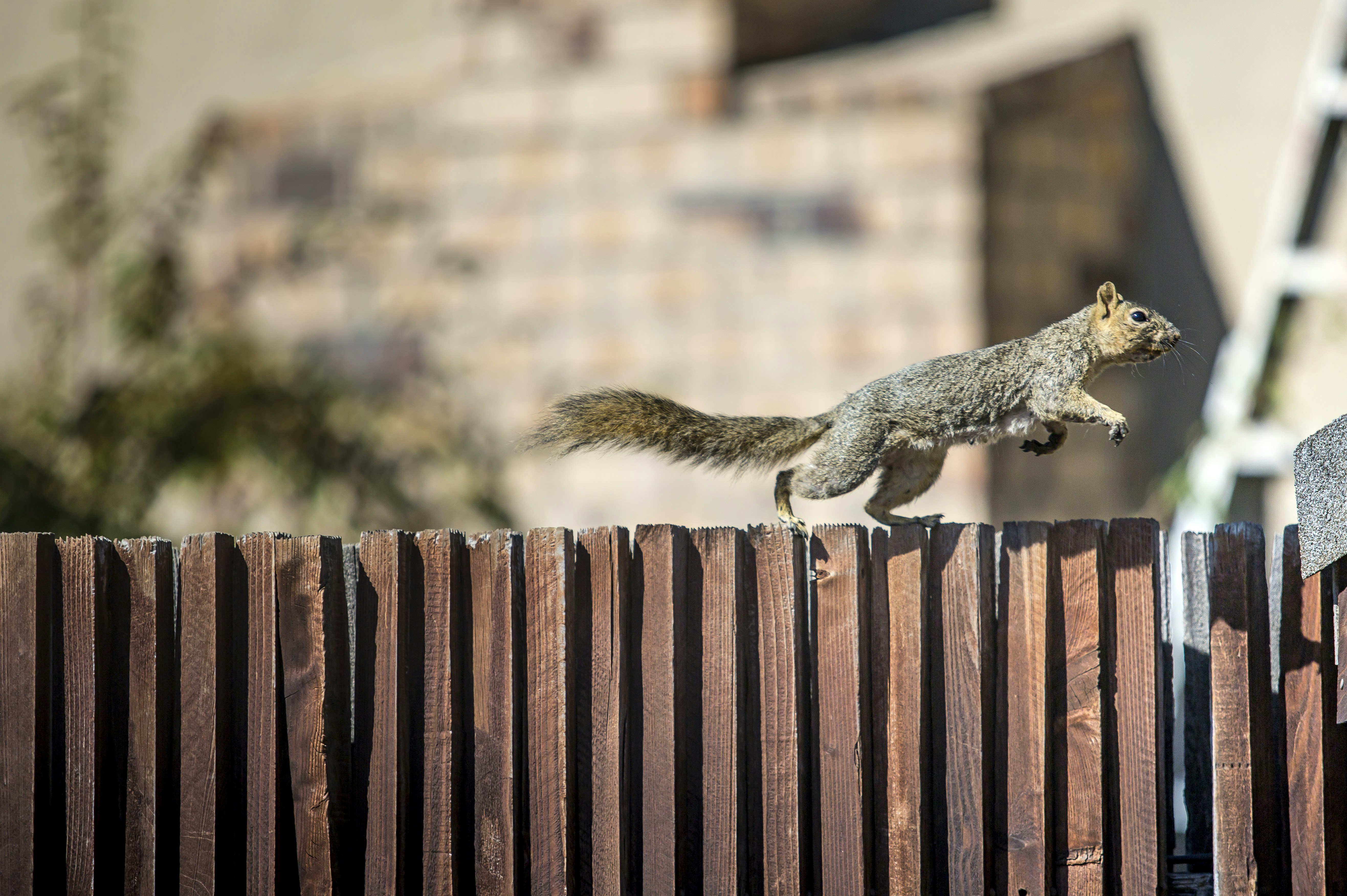 Midair Squirrel: A Leap Above Weathered Planks in a Quiet Backyard