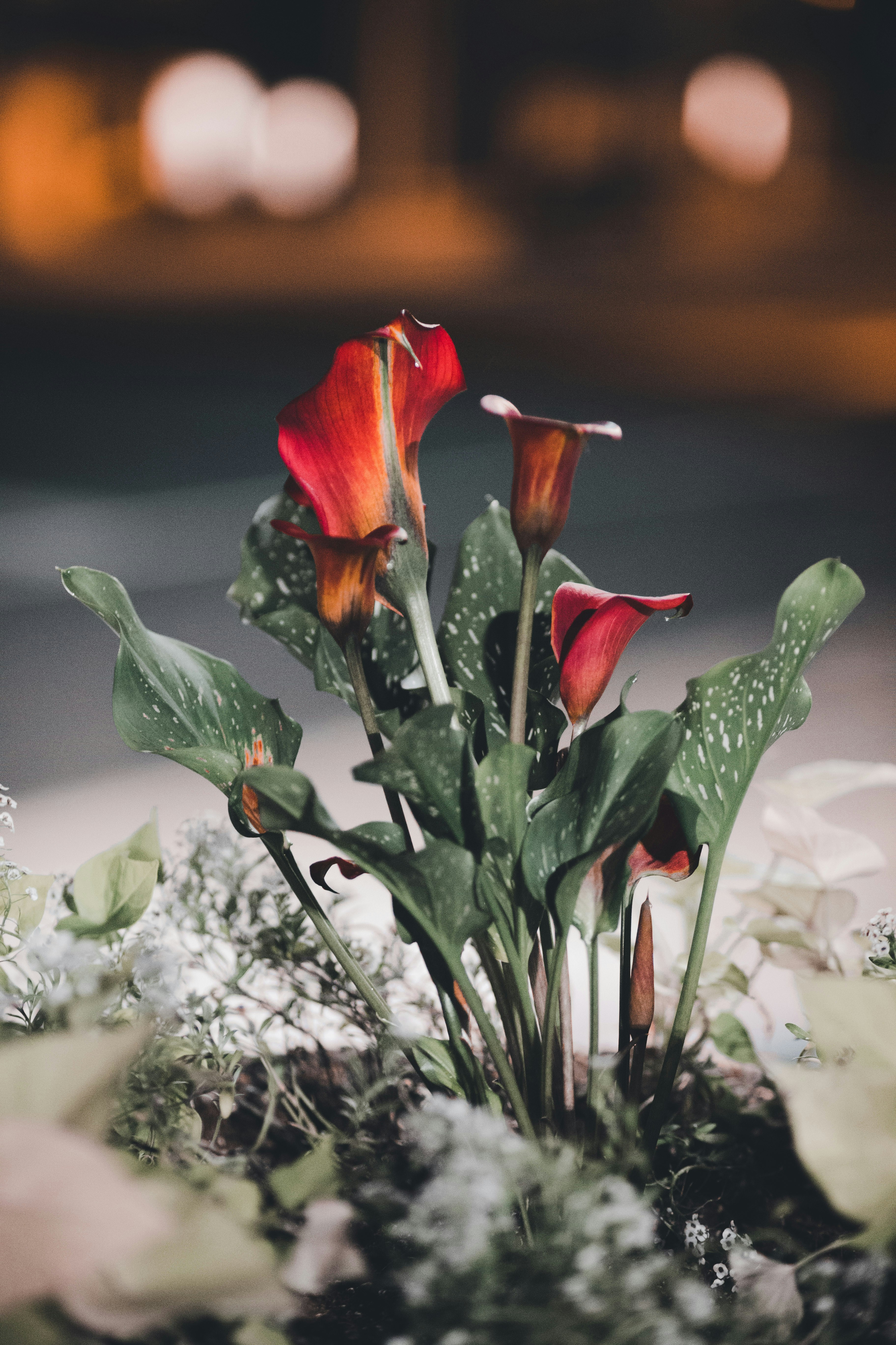 Crimson Calla Lilies Rising Through Quiet Foliage in Velvet Bokeh