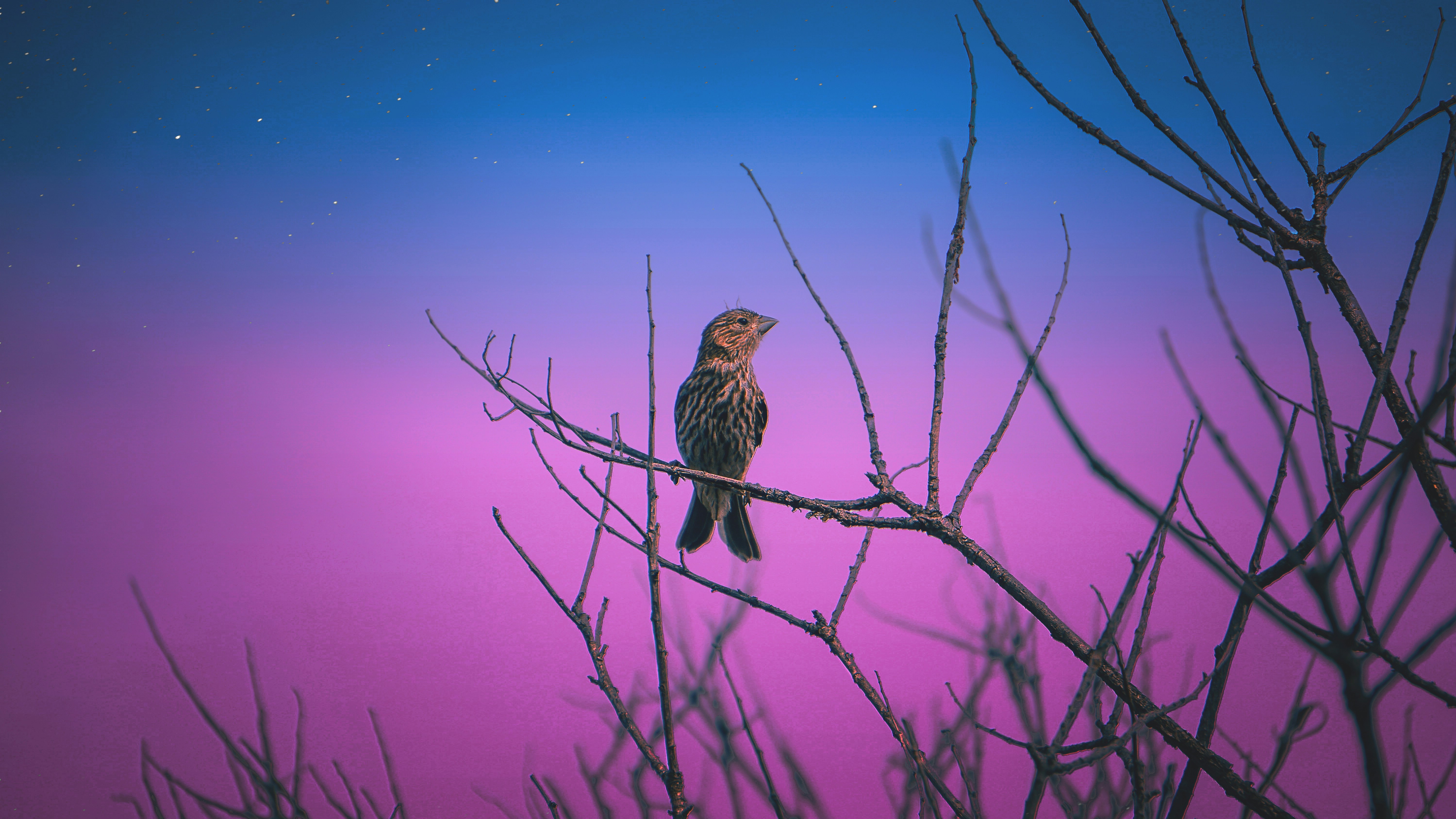 Neon Dusk: Songbird on a Bare Branch