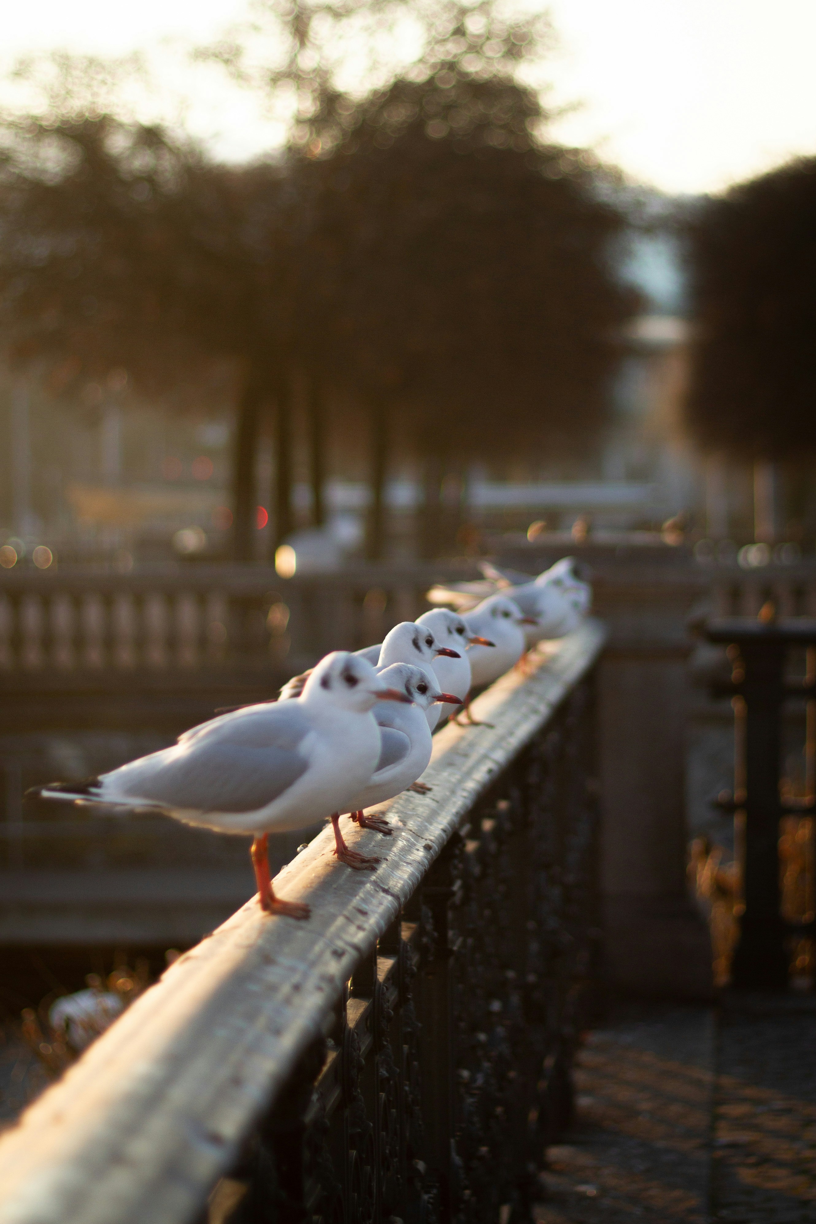Golden Hour Perch: Seagulls on a Quiet Riverside Rail