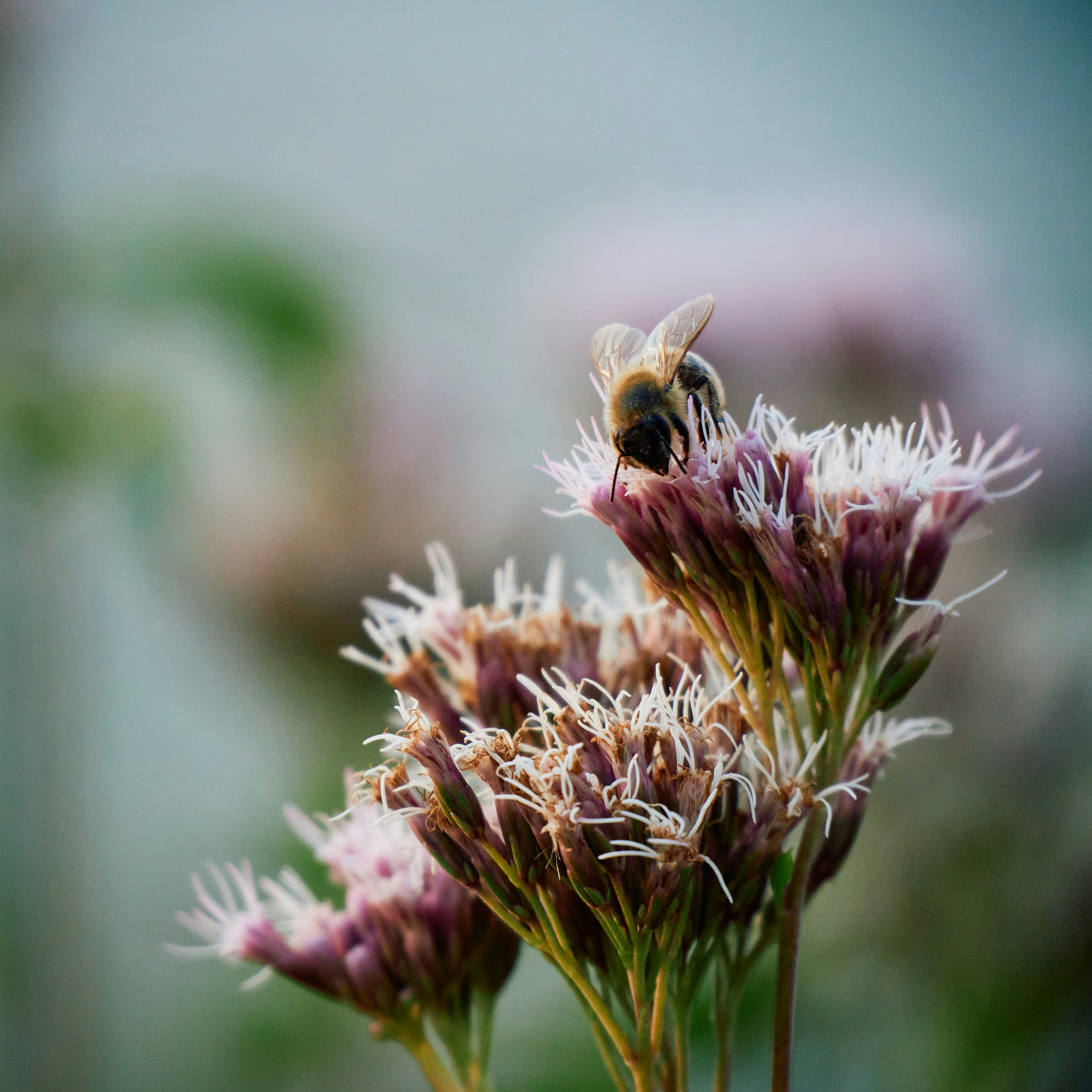 Bumblebee on a Frosted Flower Crown: A Macro Moment