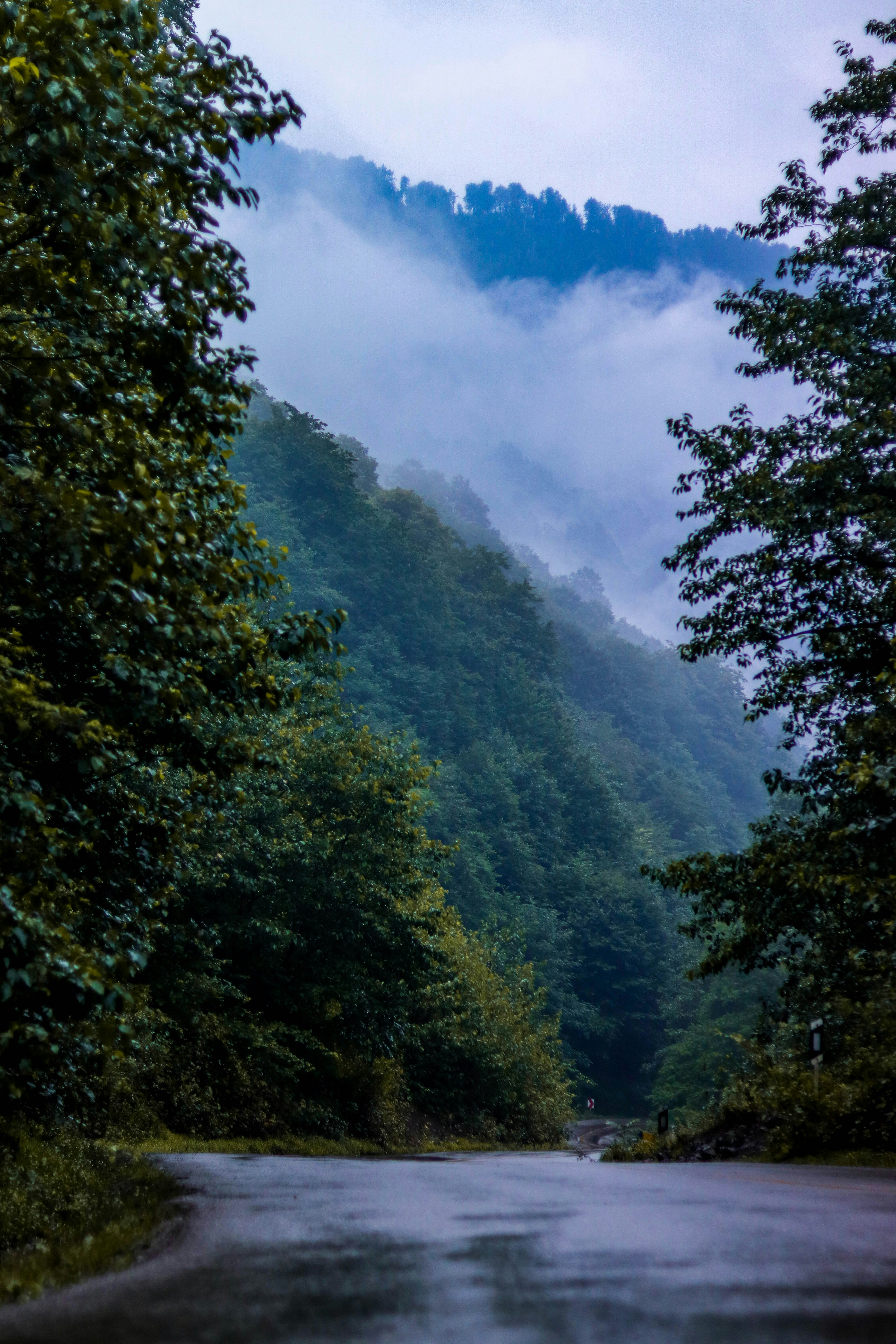 Emerald Corridor Shrouded in Morning Mist