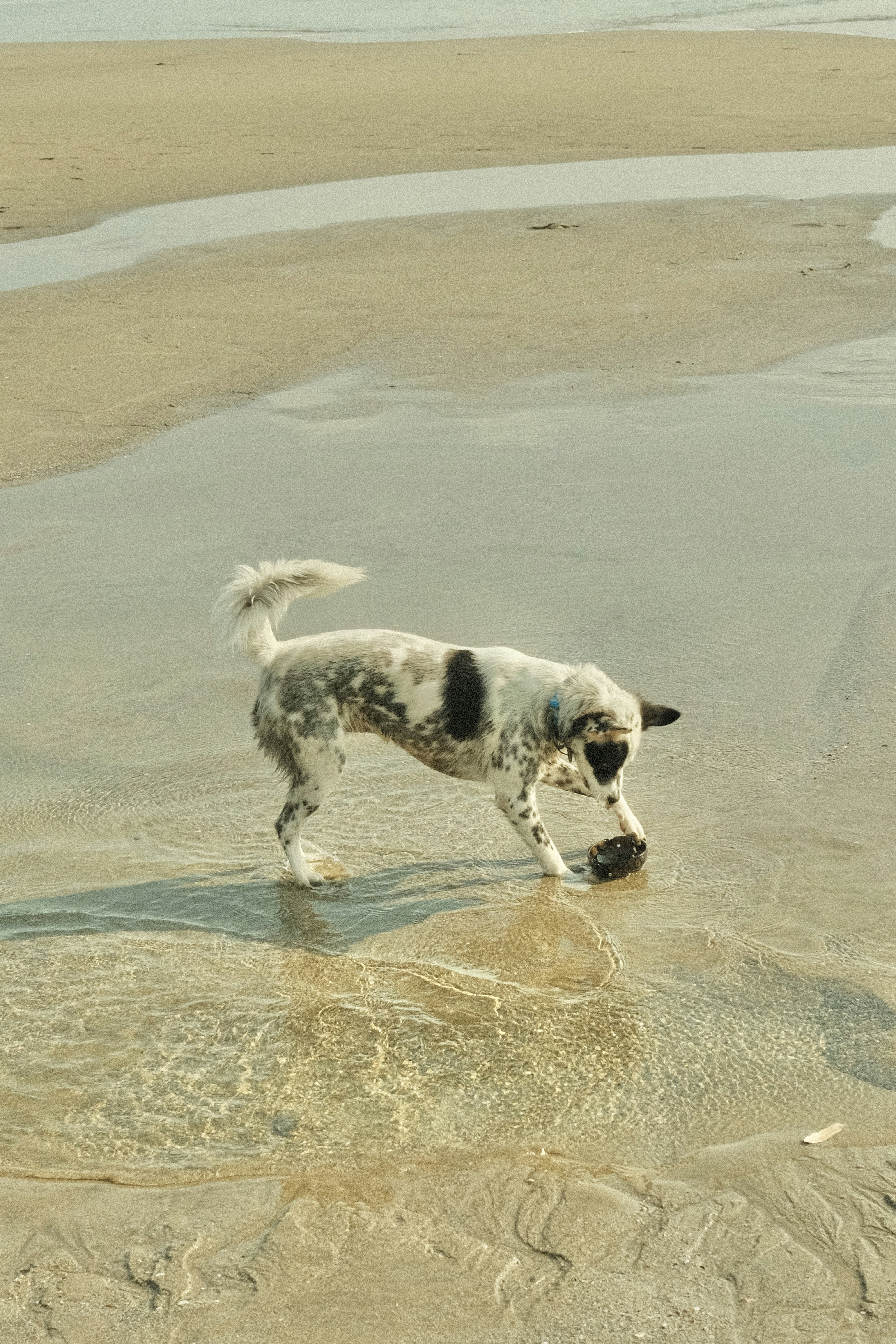 Speckled Hound at the Tide: investigating a shell along sunlit tidal flats