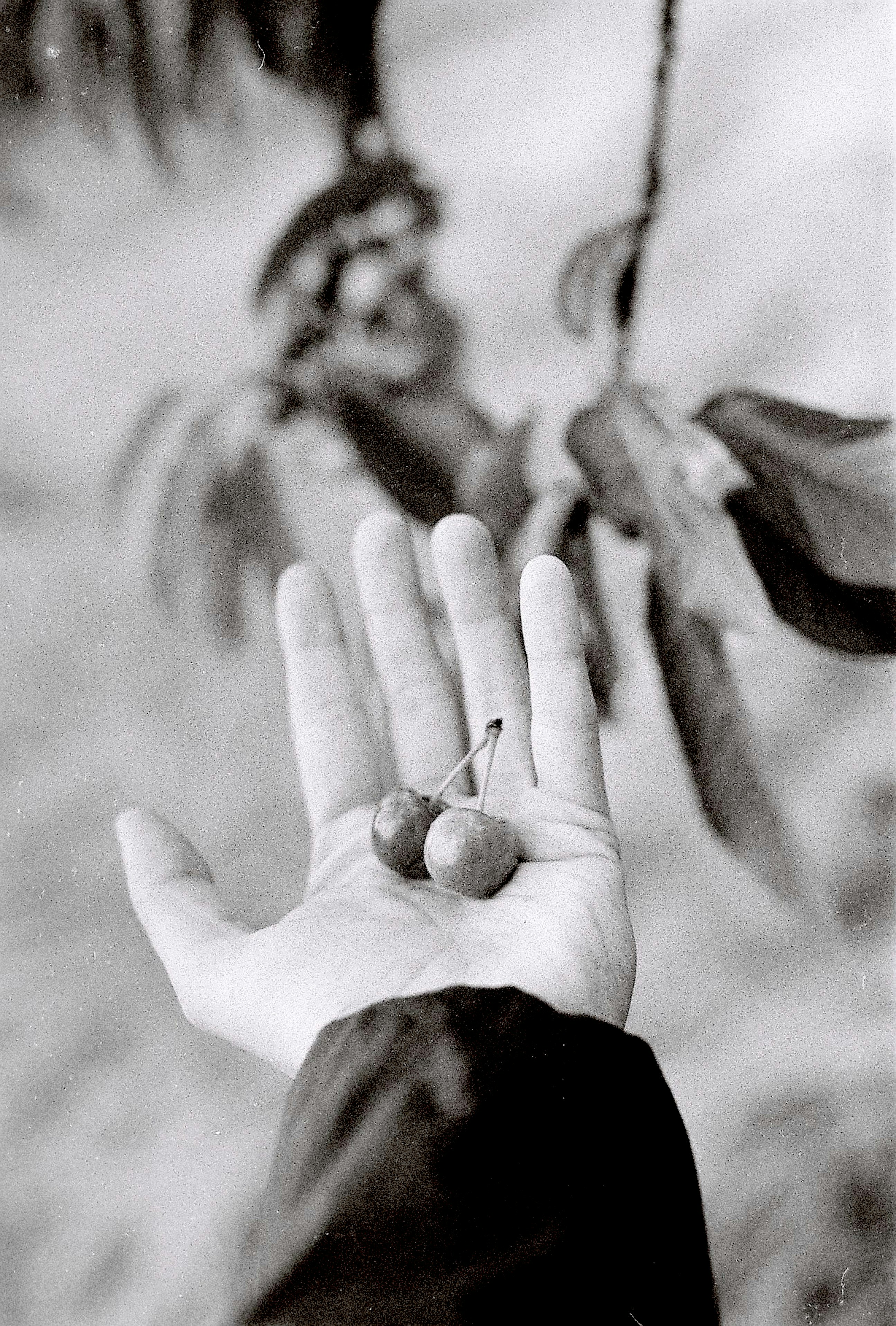 Palmful of Quiet Cherries: A Monochrome Moment