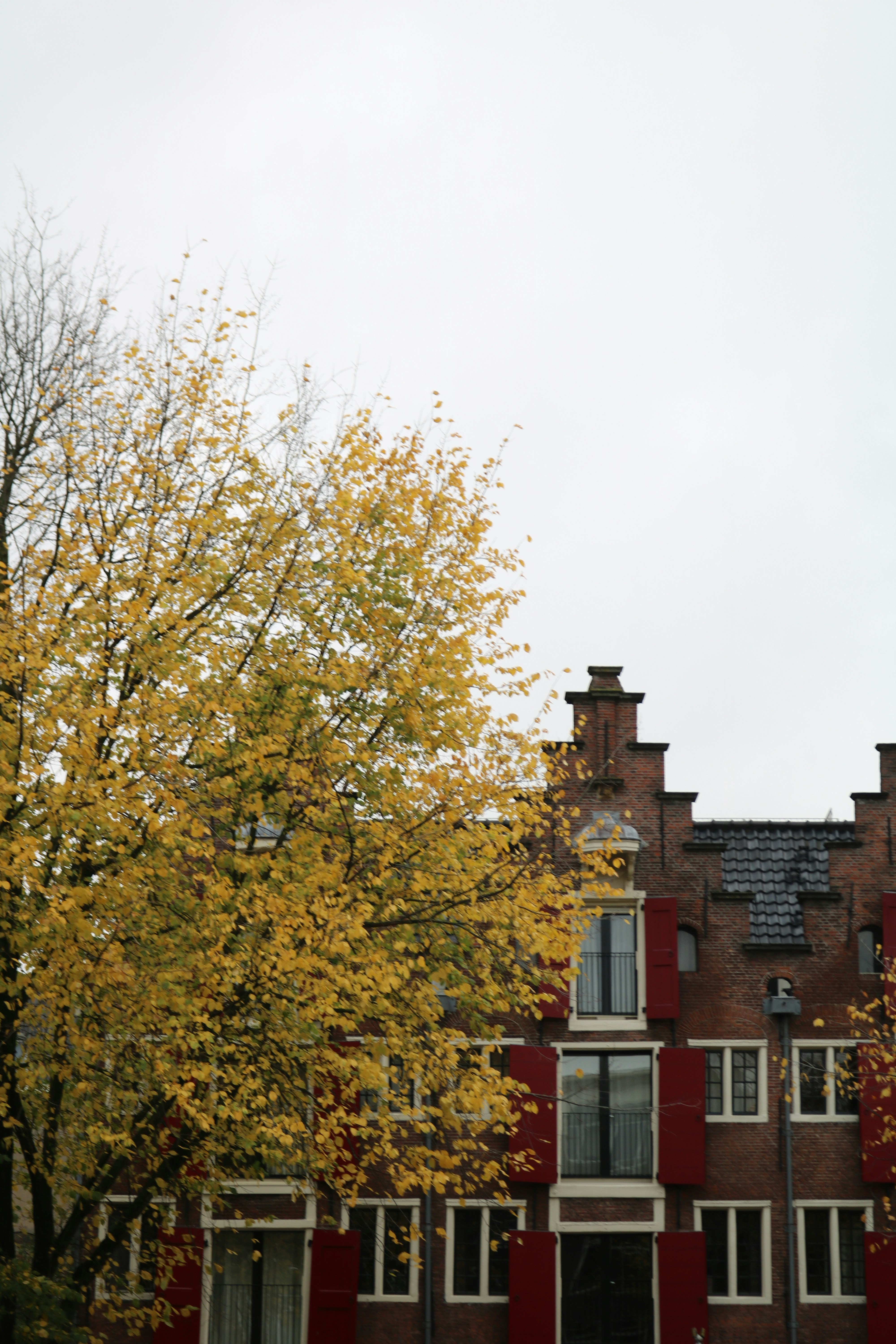 Amber Canopy Framing a Brick Facade in Autumn Light