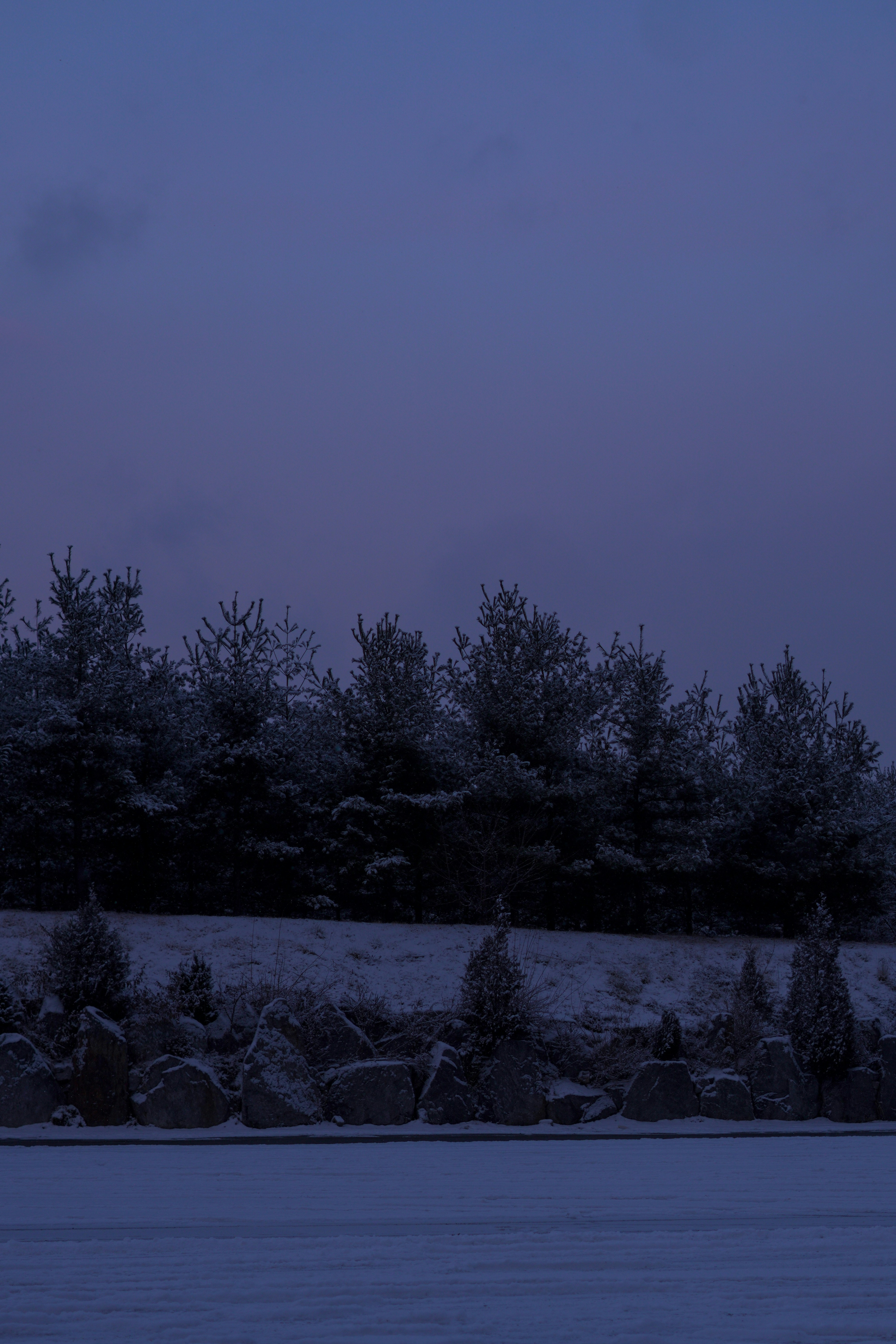 Twilight Pines Along a Quiet Snowbank