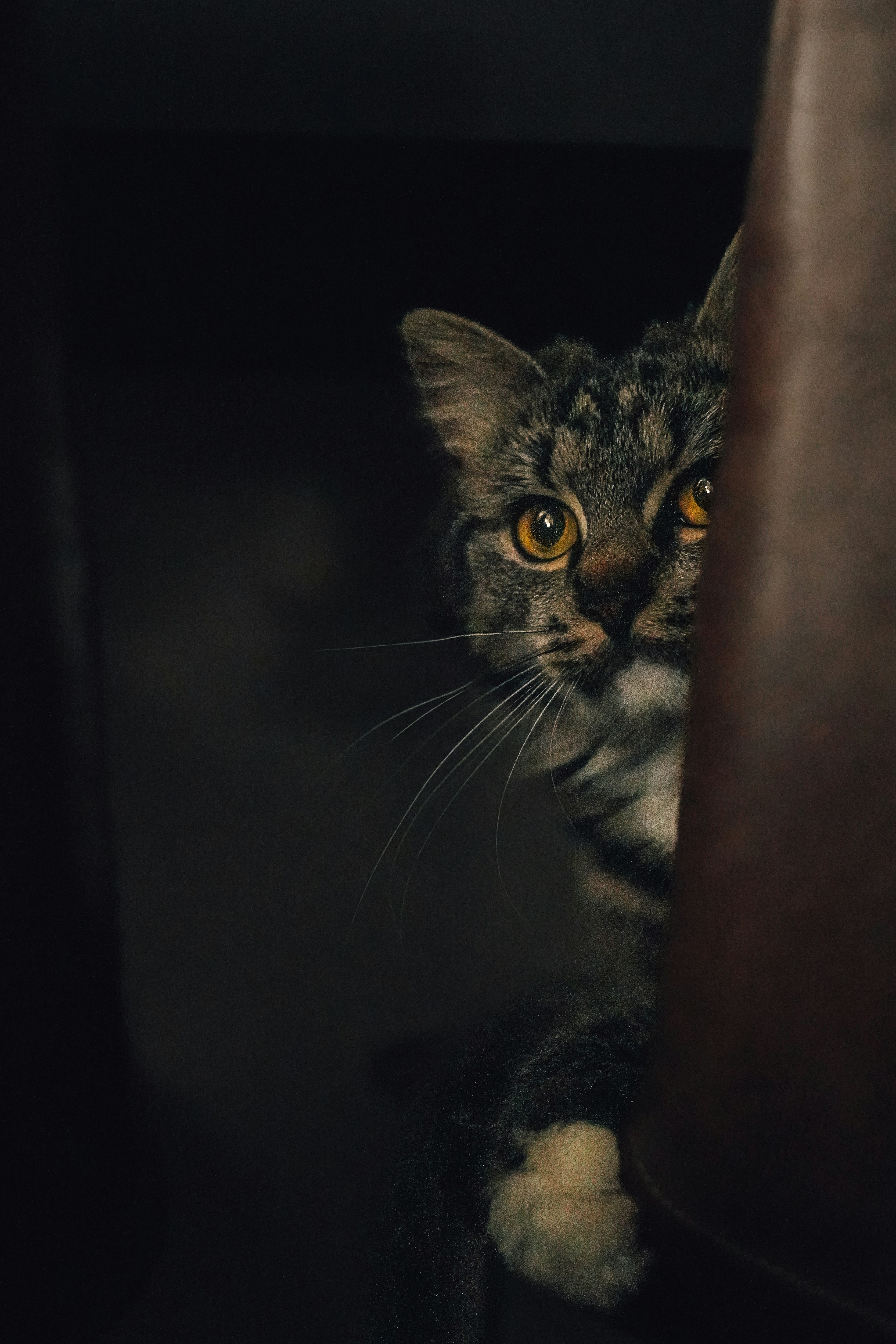 A cat looking through a hole in a wall photo – Free Cat Image on Unsplash