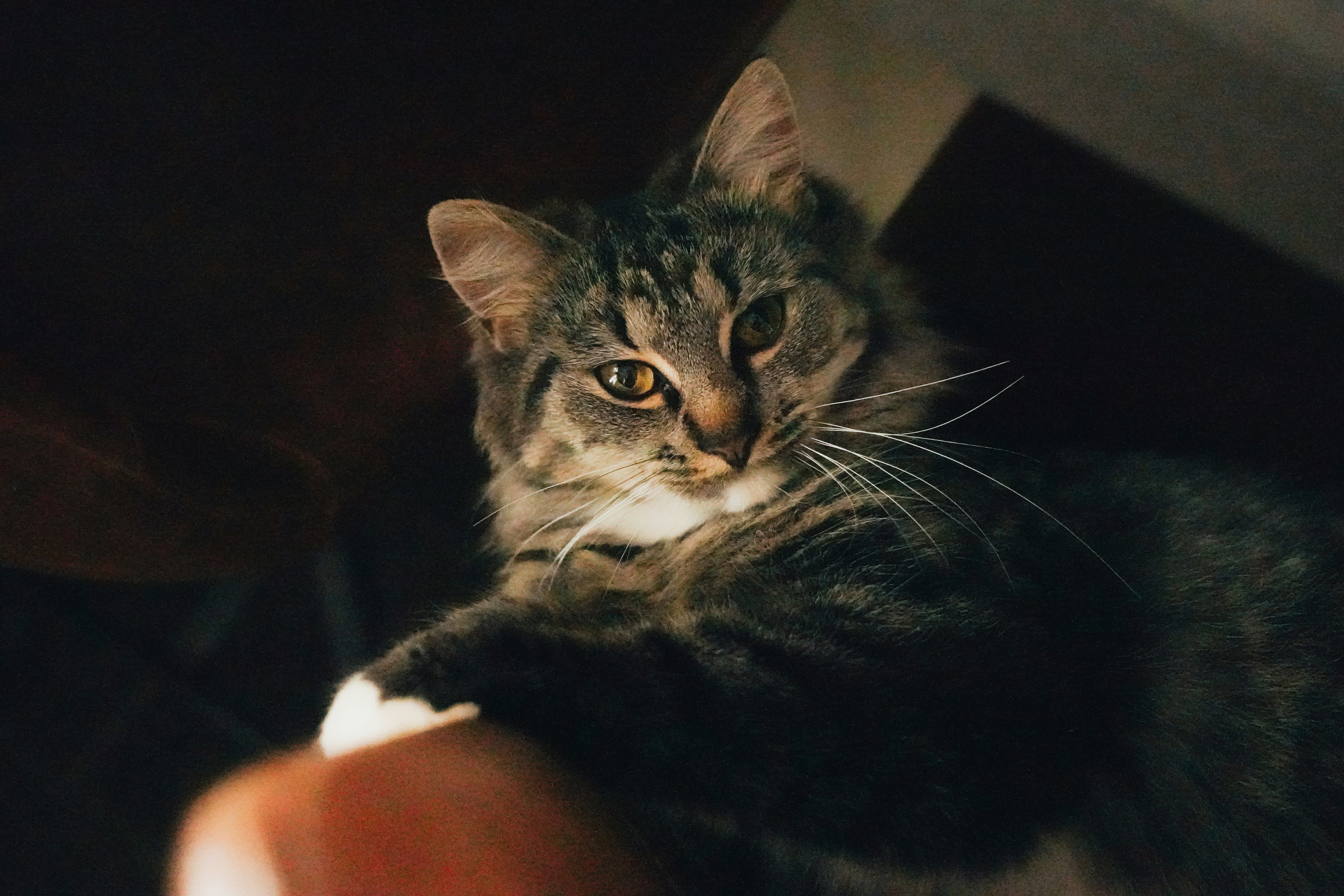 A close-up of a cat lounging with an inquisitive gaze, showcasing its detailed fur and expressive features.