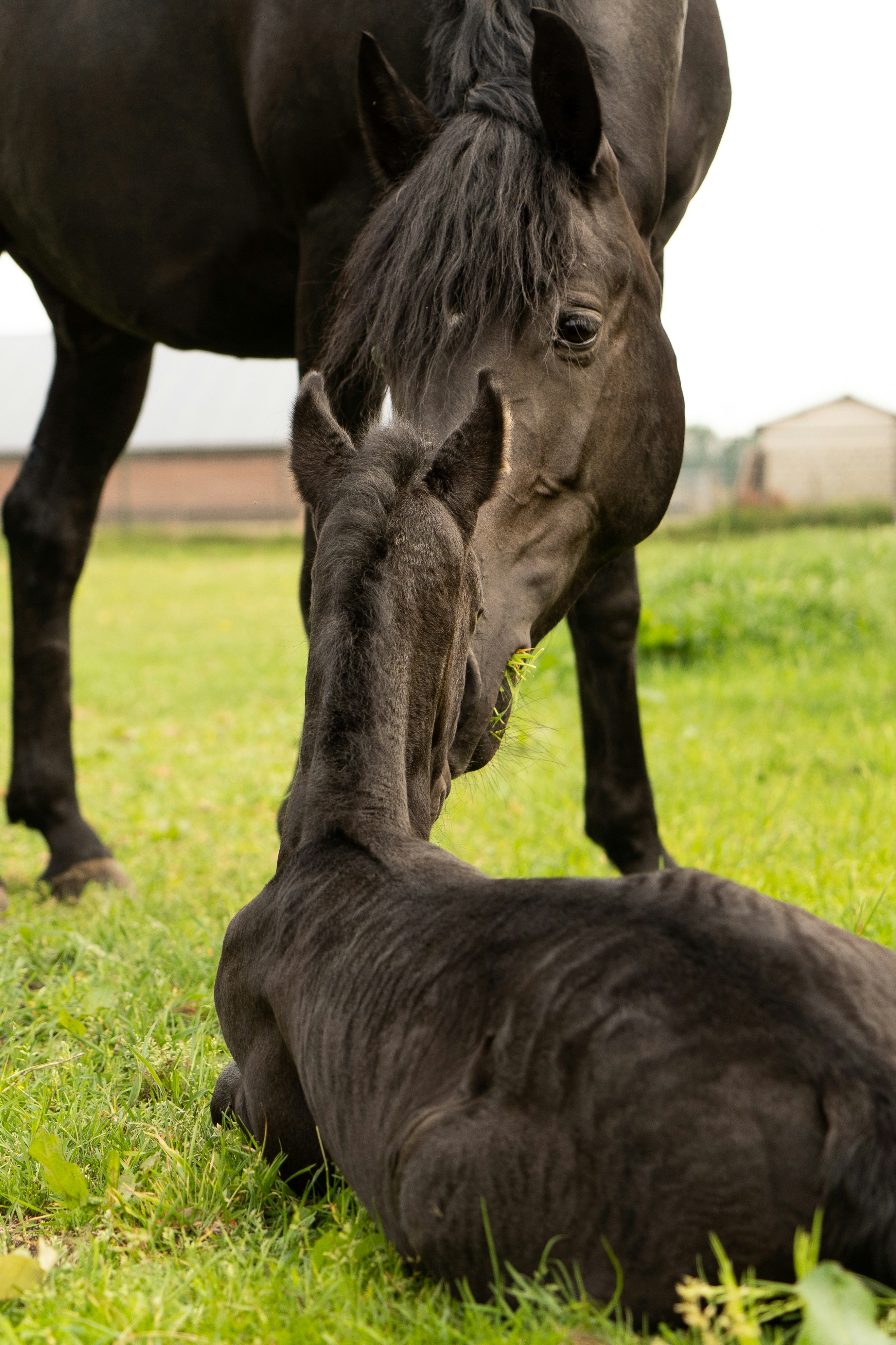 Un cheval et un bébé cheval photo – Photo Pays-Bas Gratuite sur Unsplash