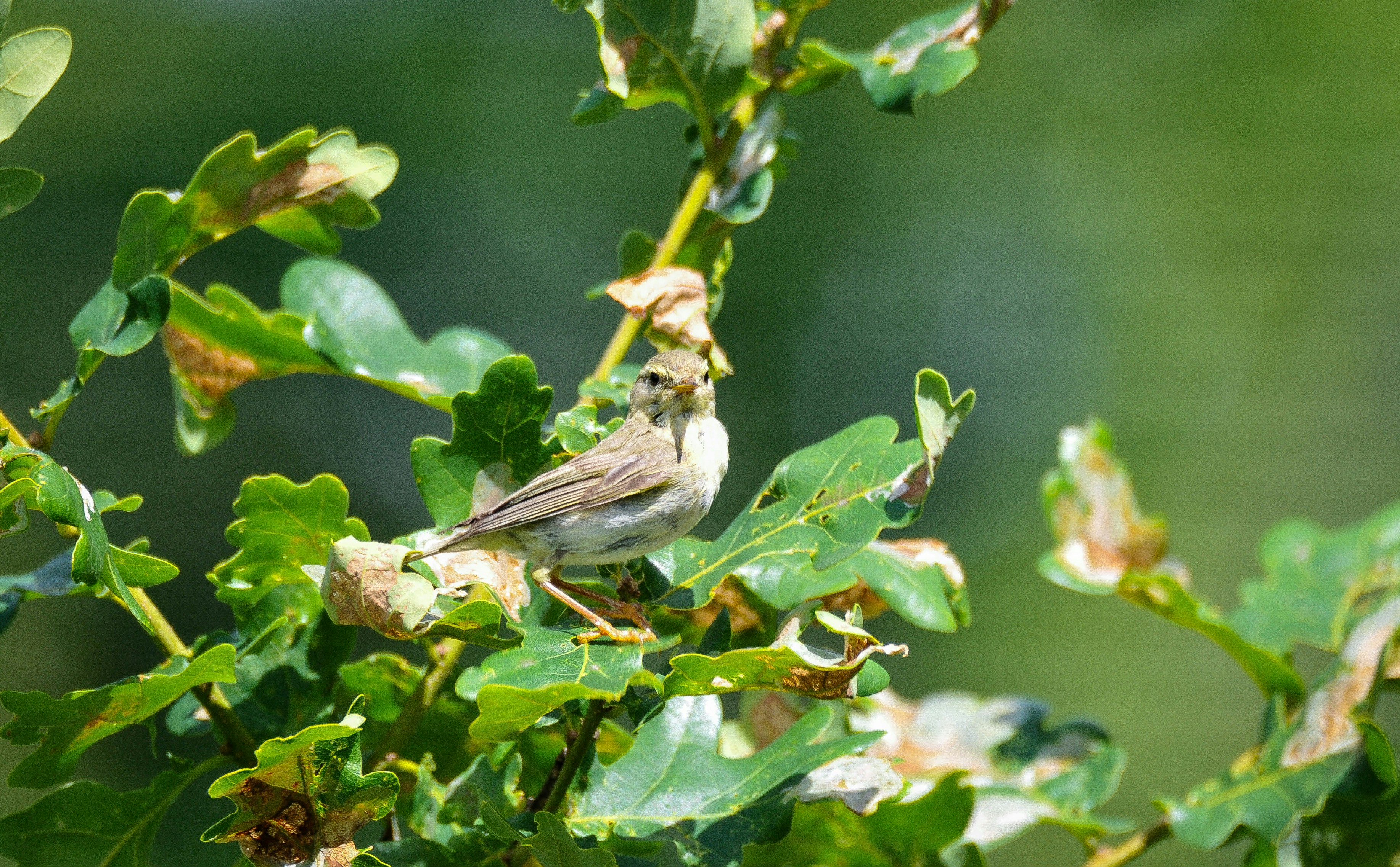 A small bird perched amidst vibrant green oak leaves, showcasing its delicate features against a blurred background.