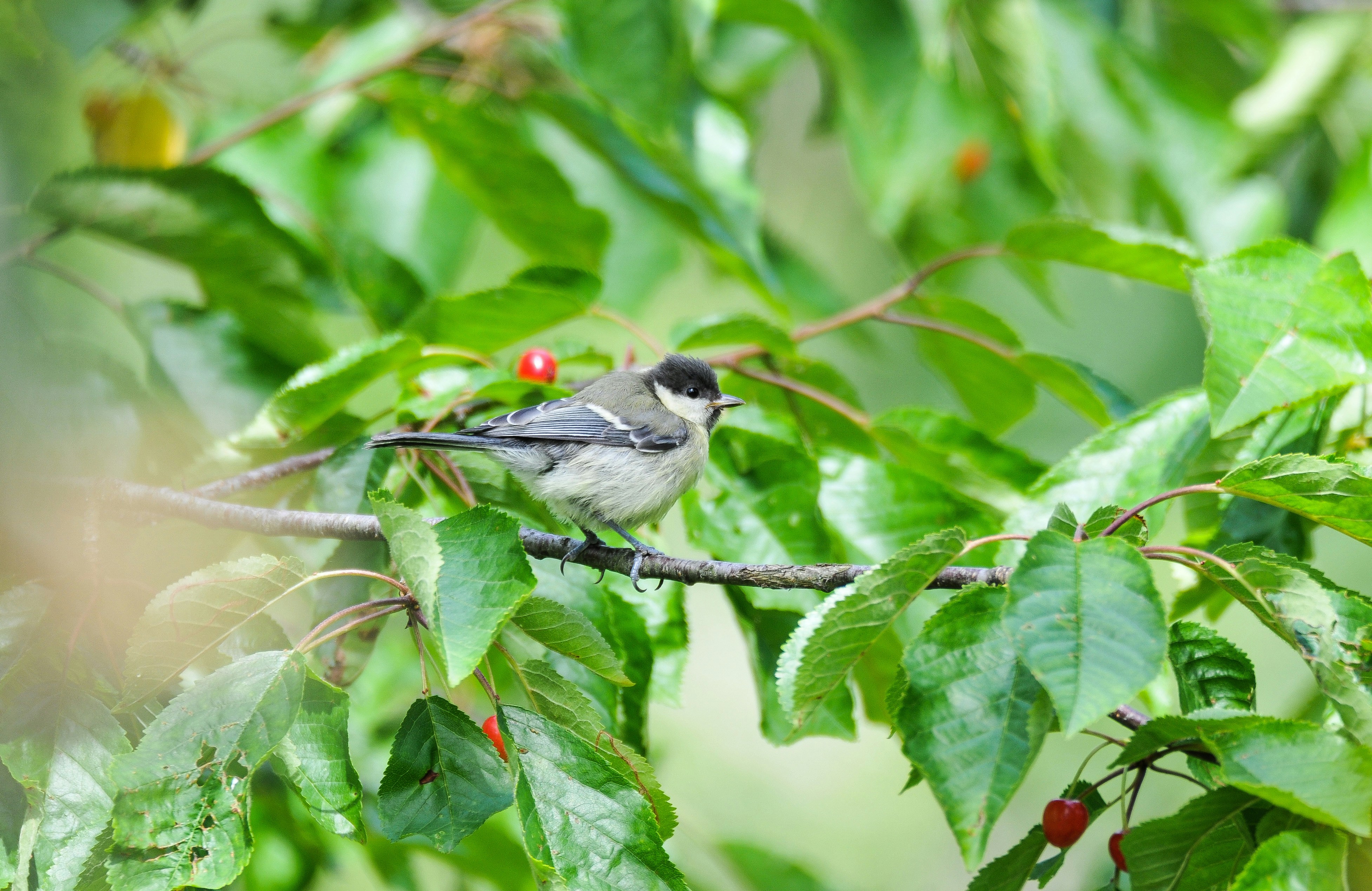 Black-capped Chickadee Among Emerald Foliage and Ruby Berries