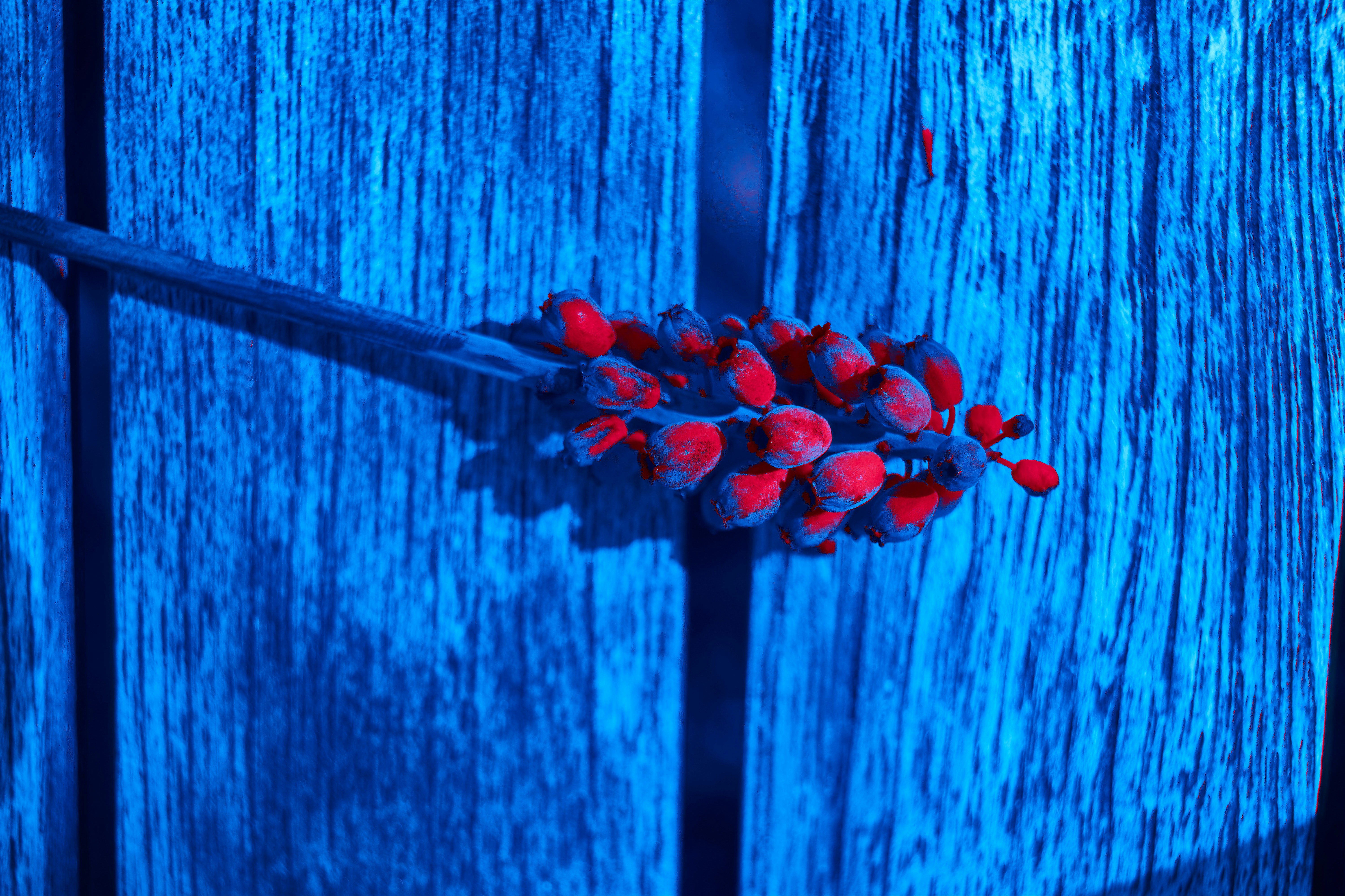 Vibrant red buds contrast sharply with a textured blue wooden background, creating a striking visual interplay of color and form.