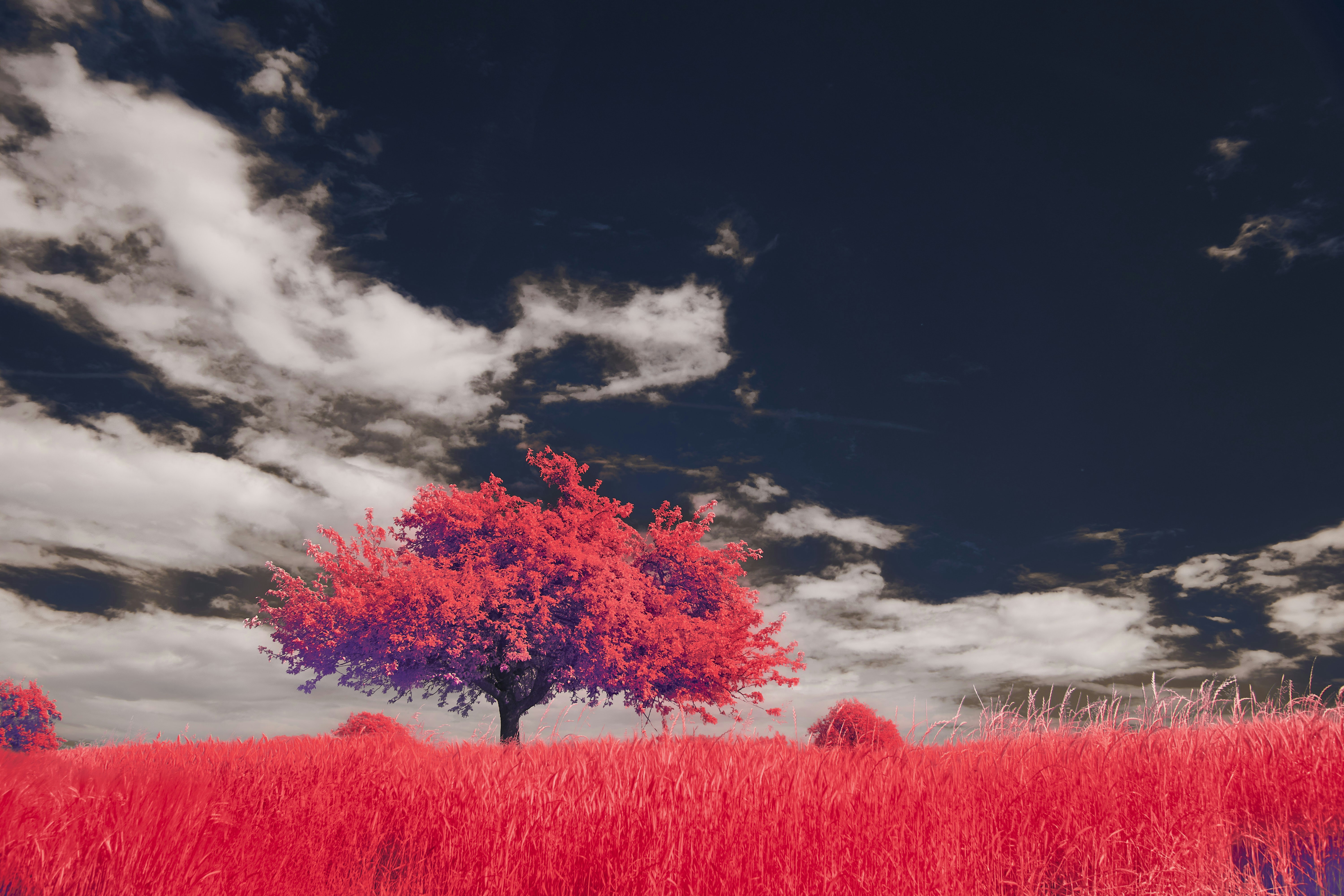 Un arbre aux feuilles rouges dans un champ de fleurs rouges photo ...