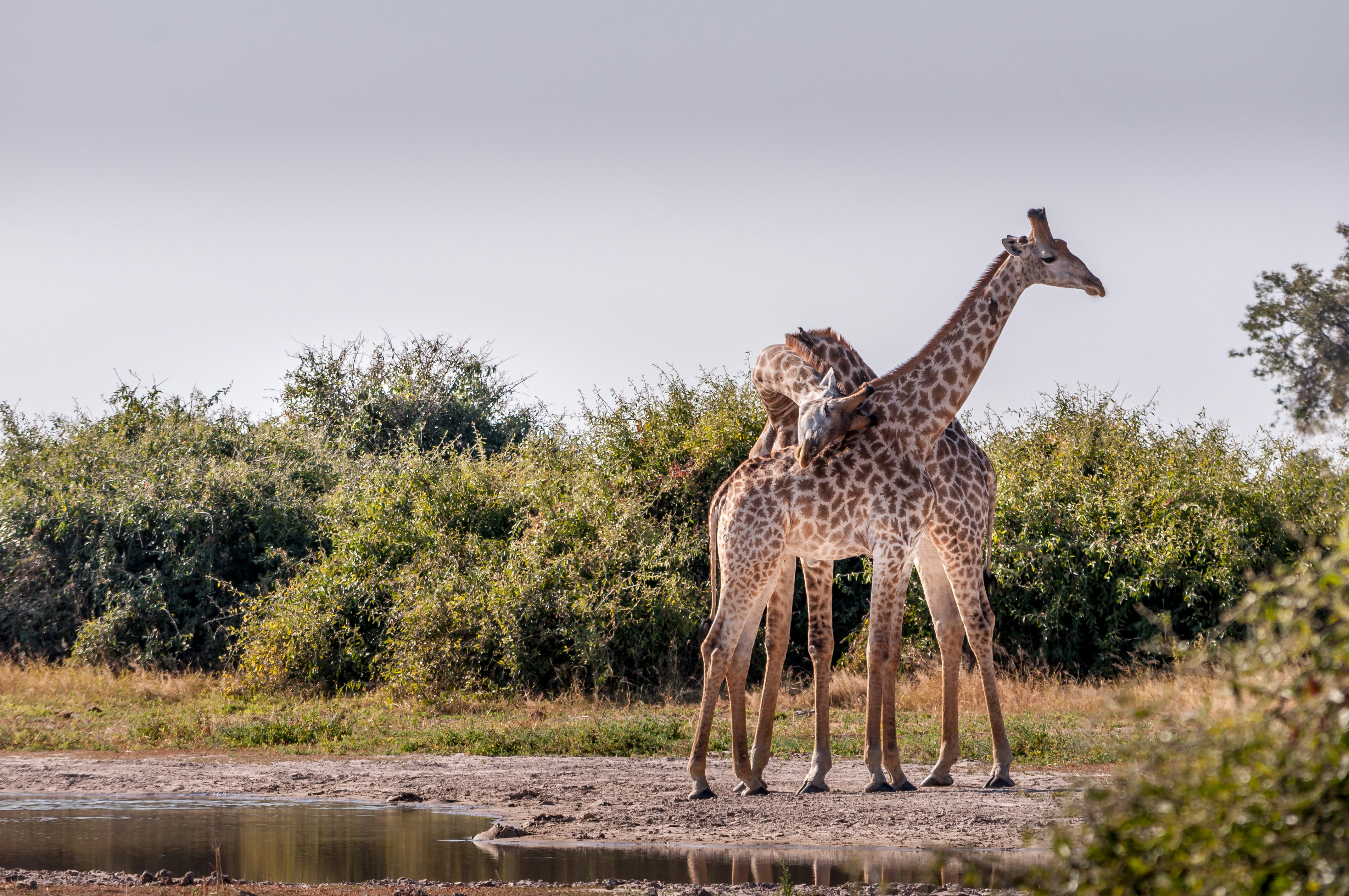 Giraffes standing near water photo – Free Giraffe Image on Unsplash