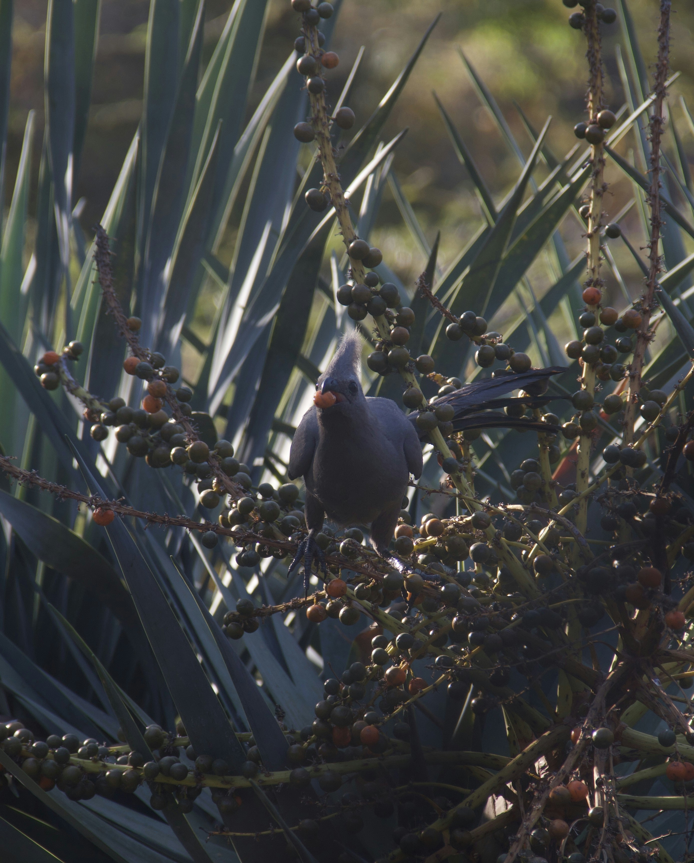 Blue-Gray Songbird Perched Amid Bead-like Berries and Yucca Spikes