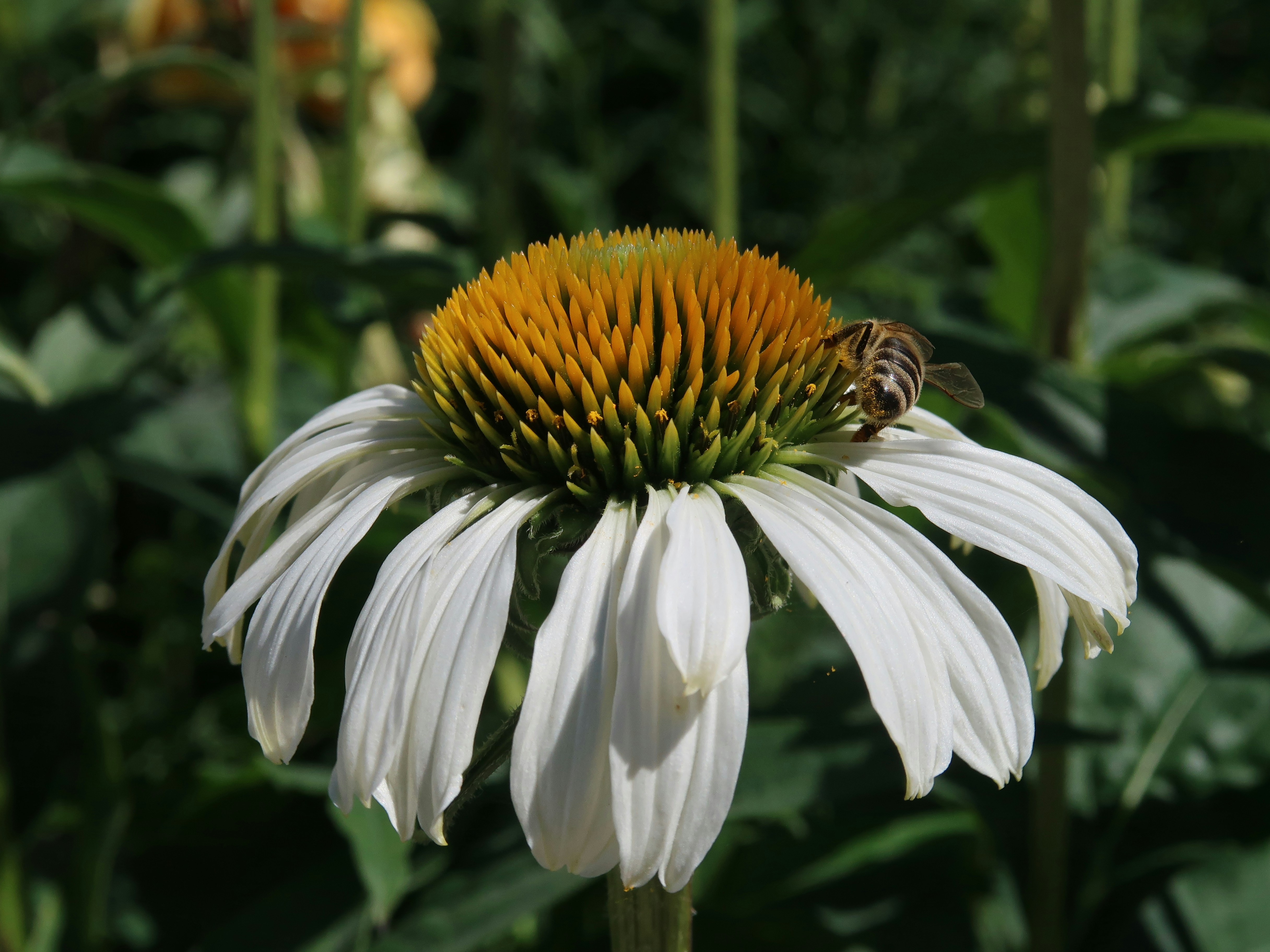 Pollinator's Paradise: A Bee's Moment on Echinacea