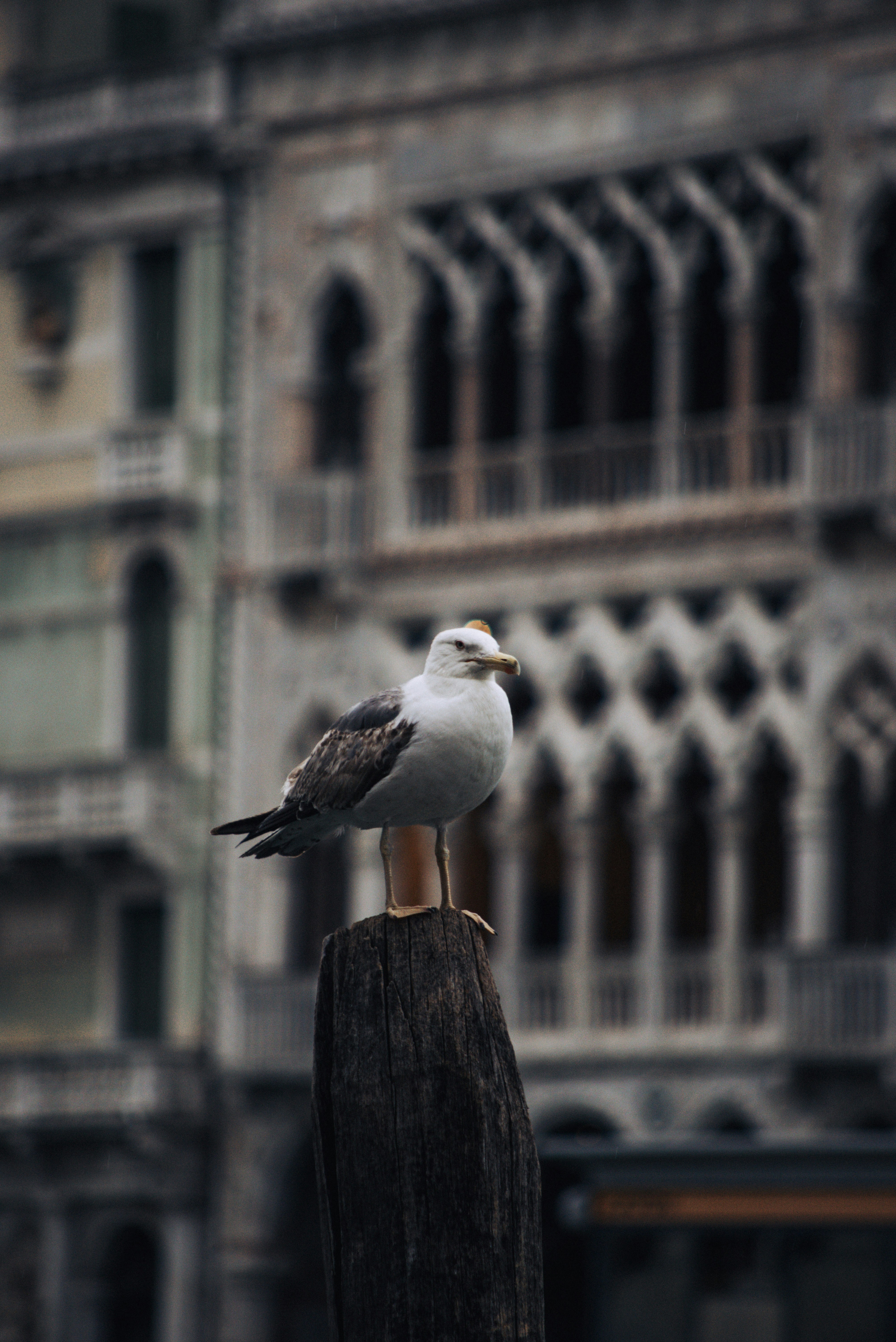 a bird sits on a post