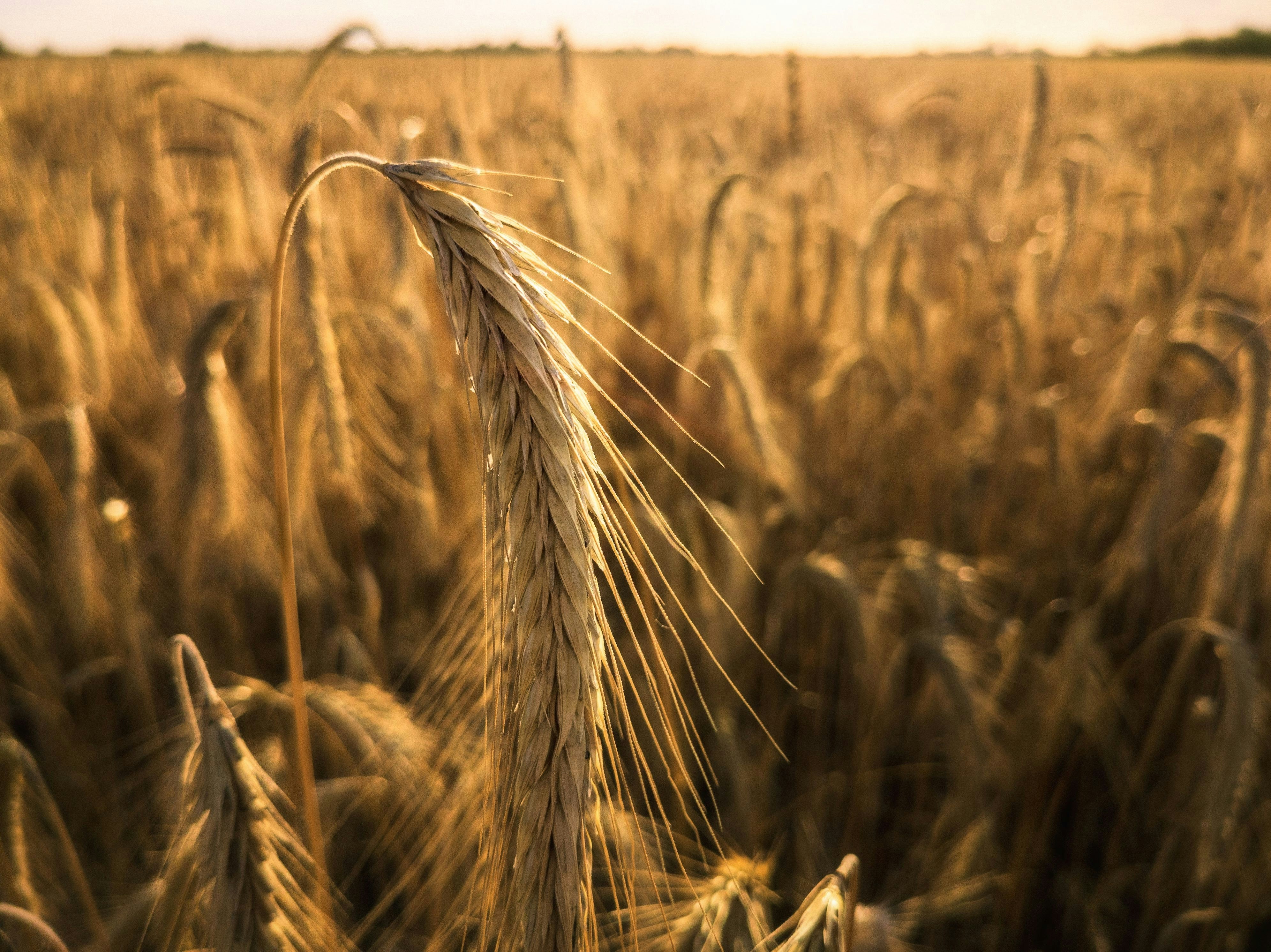 Sunlit wheat field with a focus on a single stalk swaying in a gentle breeze.