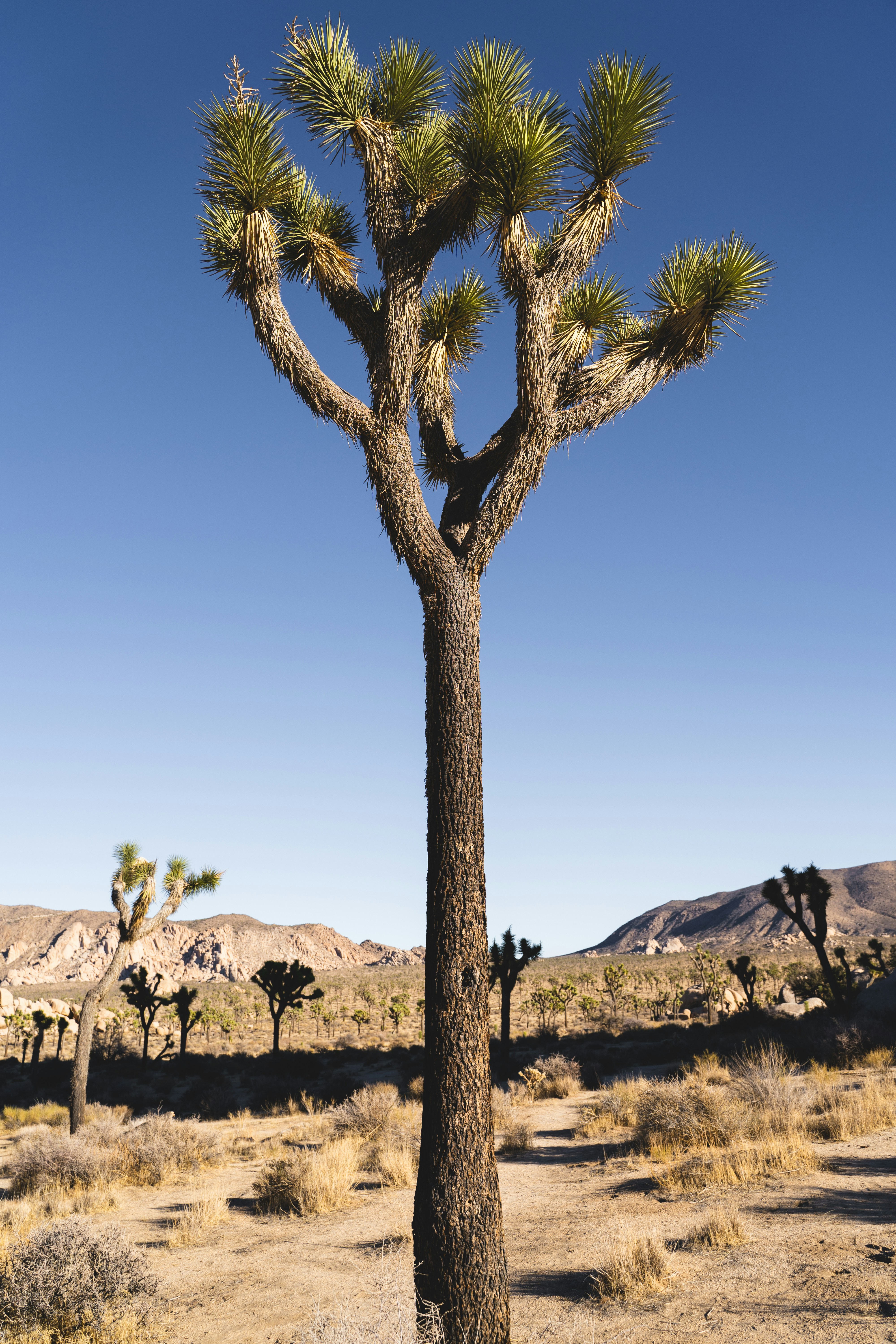Desert Trees With Names