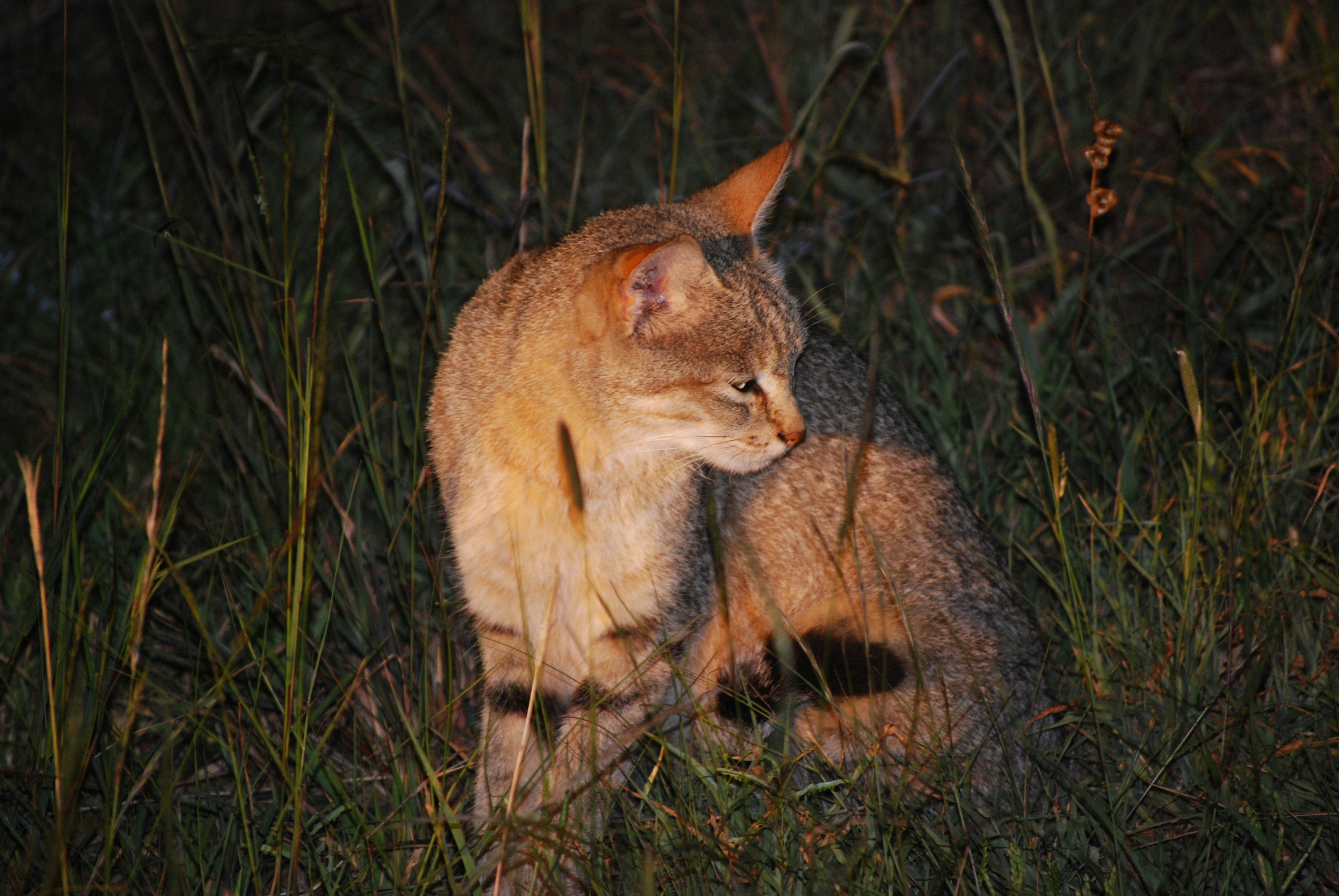 A small wild cat poised in the tall grass, showcasing its alert demeanor and natural camouflage. The scene captures the essence of wildlife in its habitat.