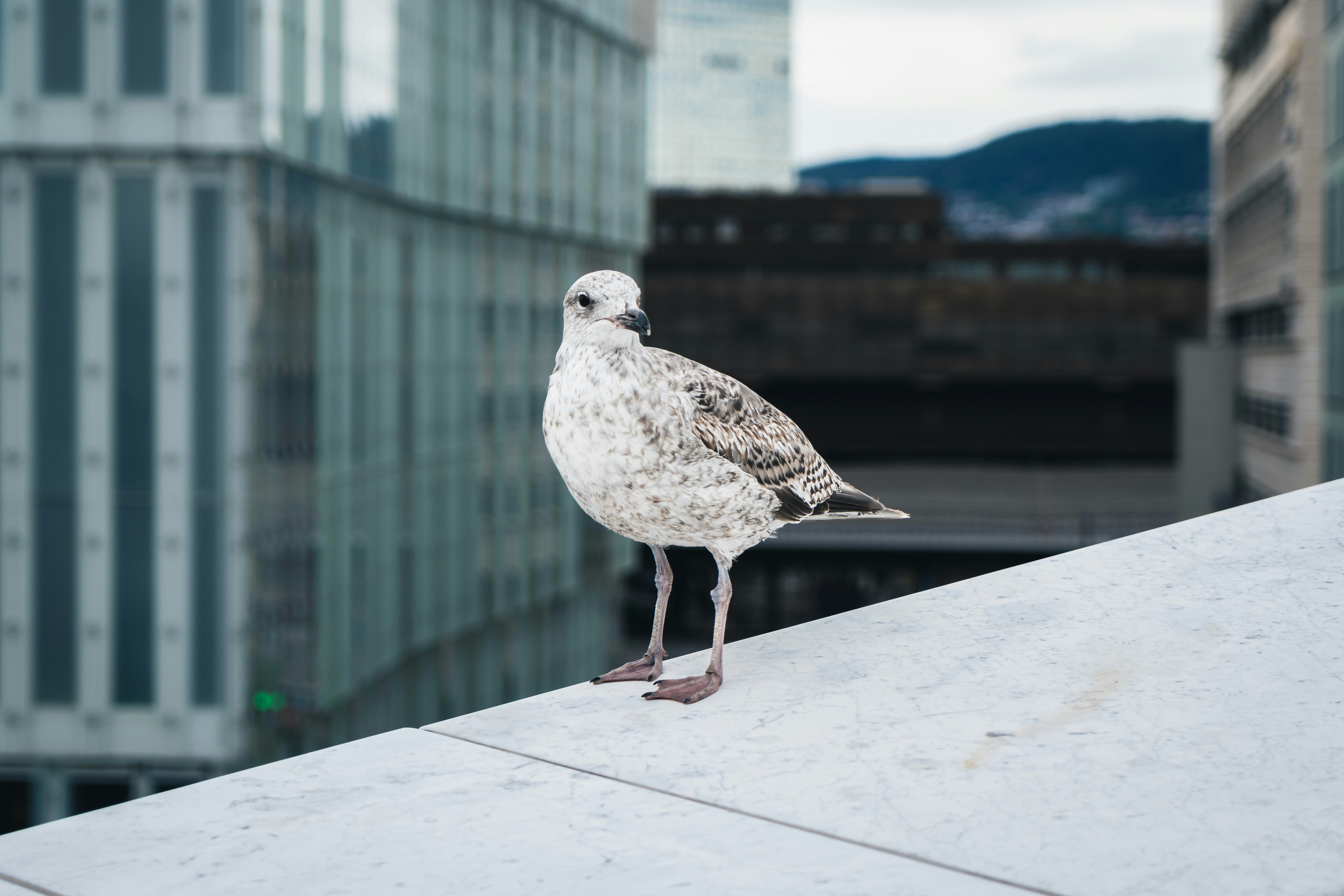 A bird standing on a ledge photo – Free Oslo Image on Unsplash