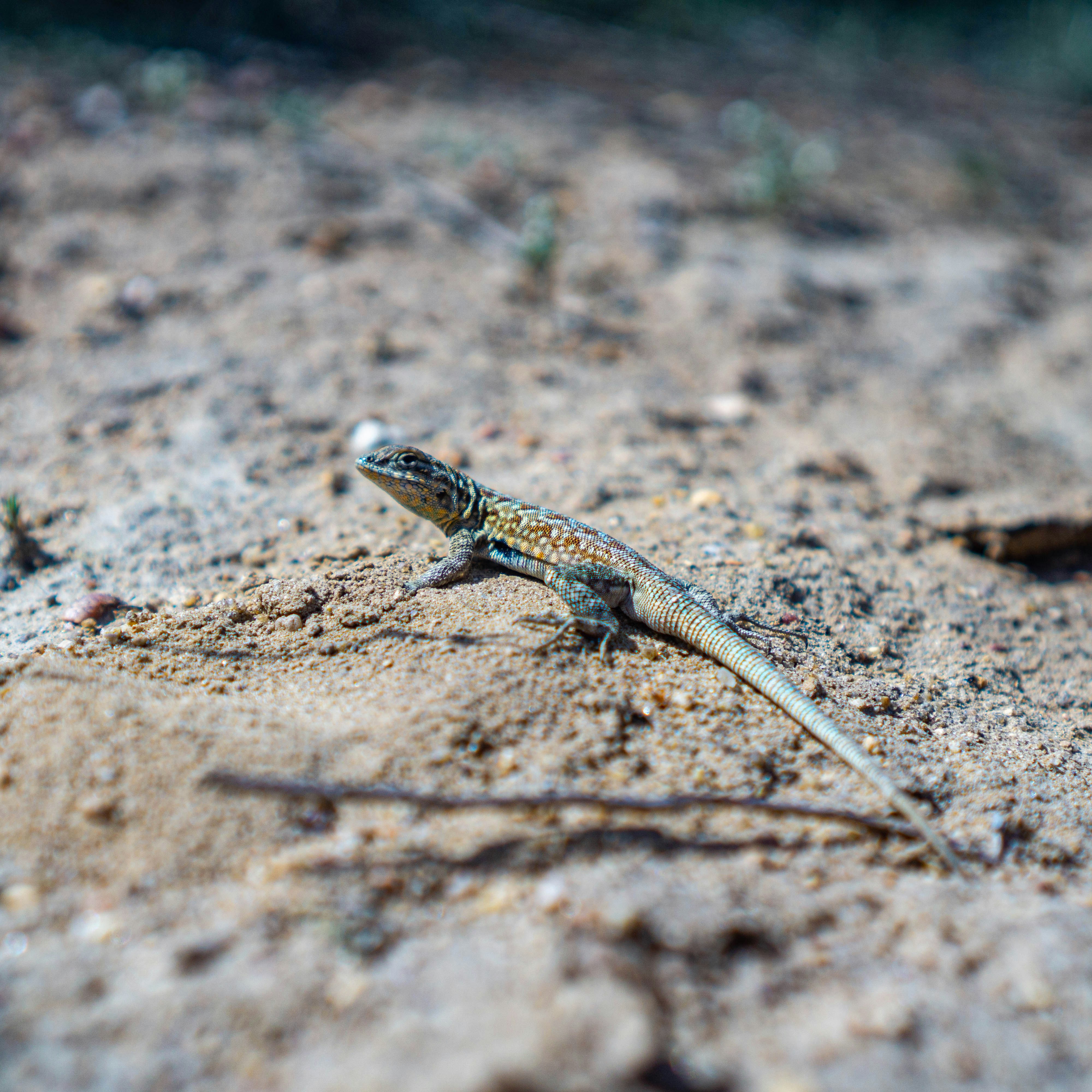 a lizard on the ground