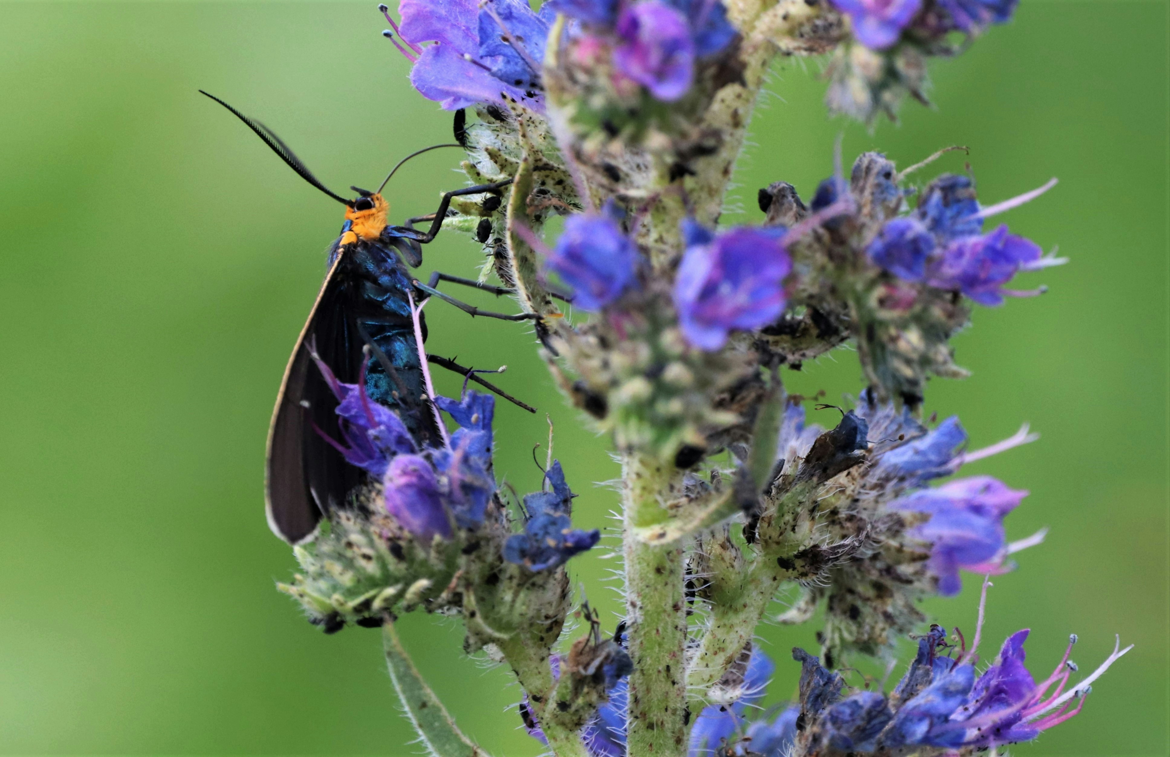 Colorful moth perched on a lavender flower with a blurred green background.