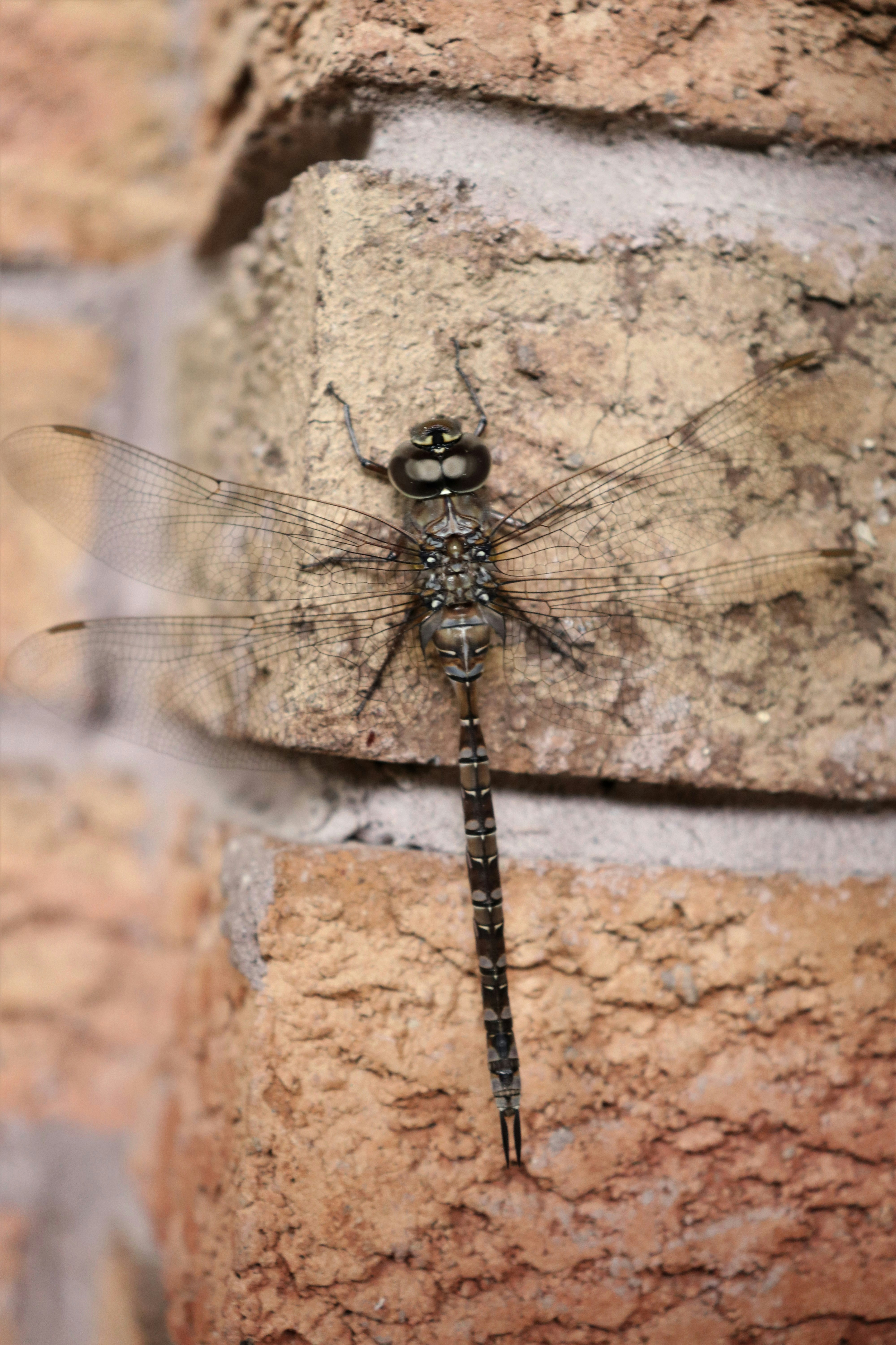 Stone Wall Dragonfly: A Close-Up on Delicate Wings and Gaze