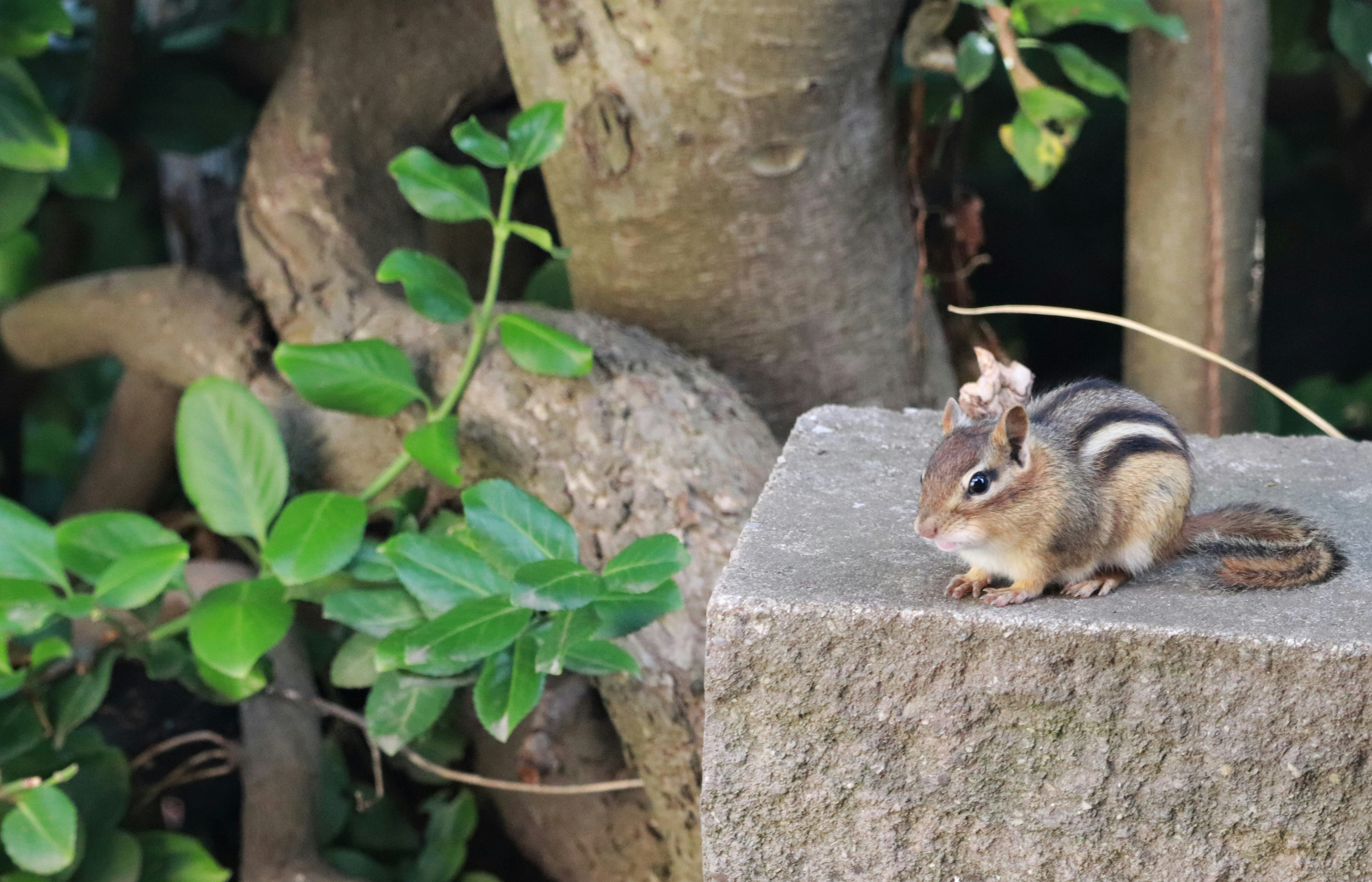 Garden Sentinel: Chipmunk on Watch