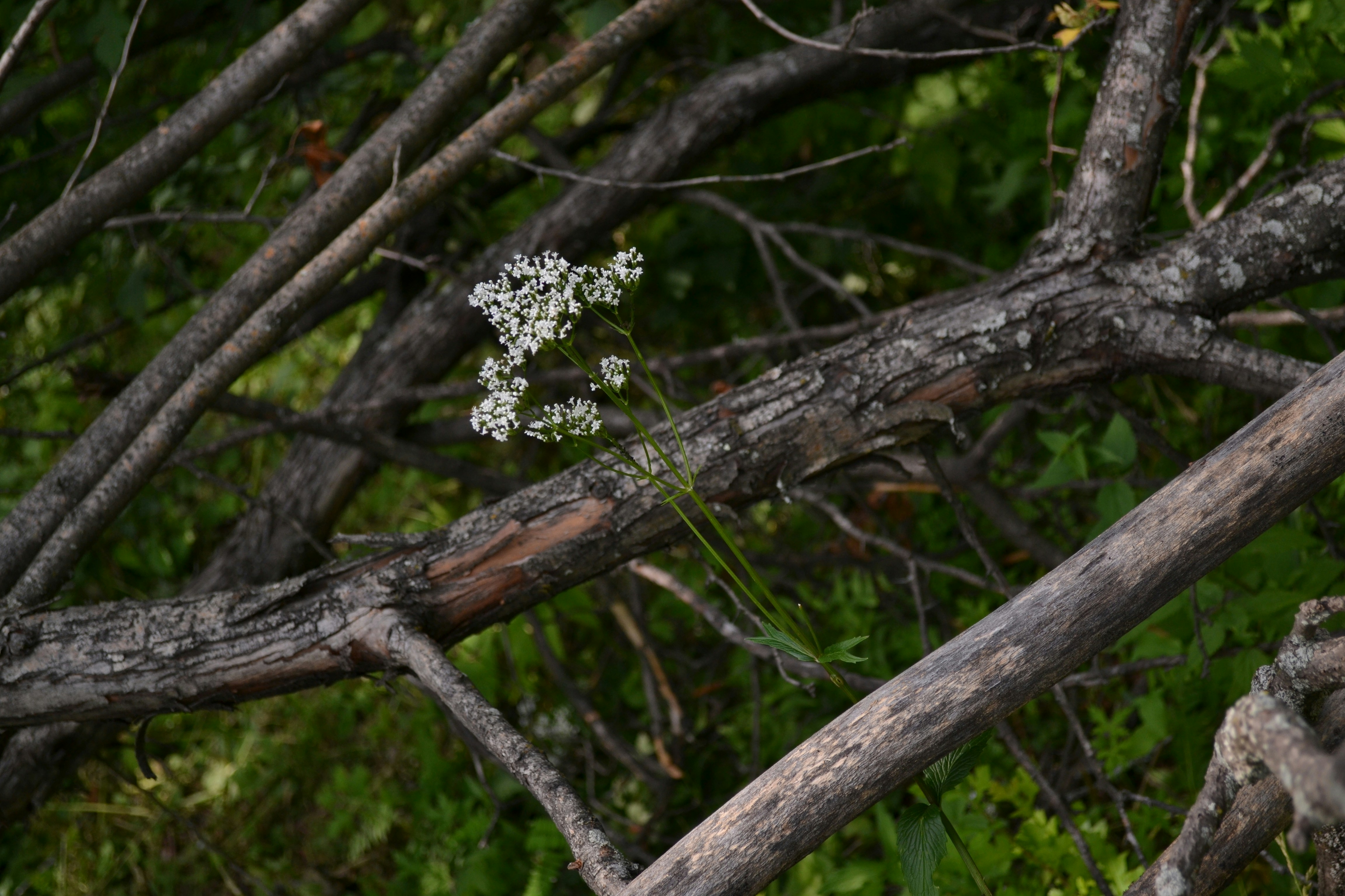 Photo by Irina Op with Nikon D3100