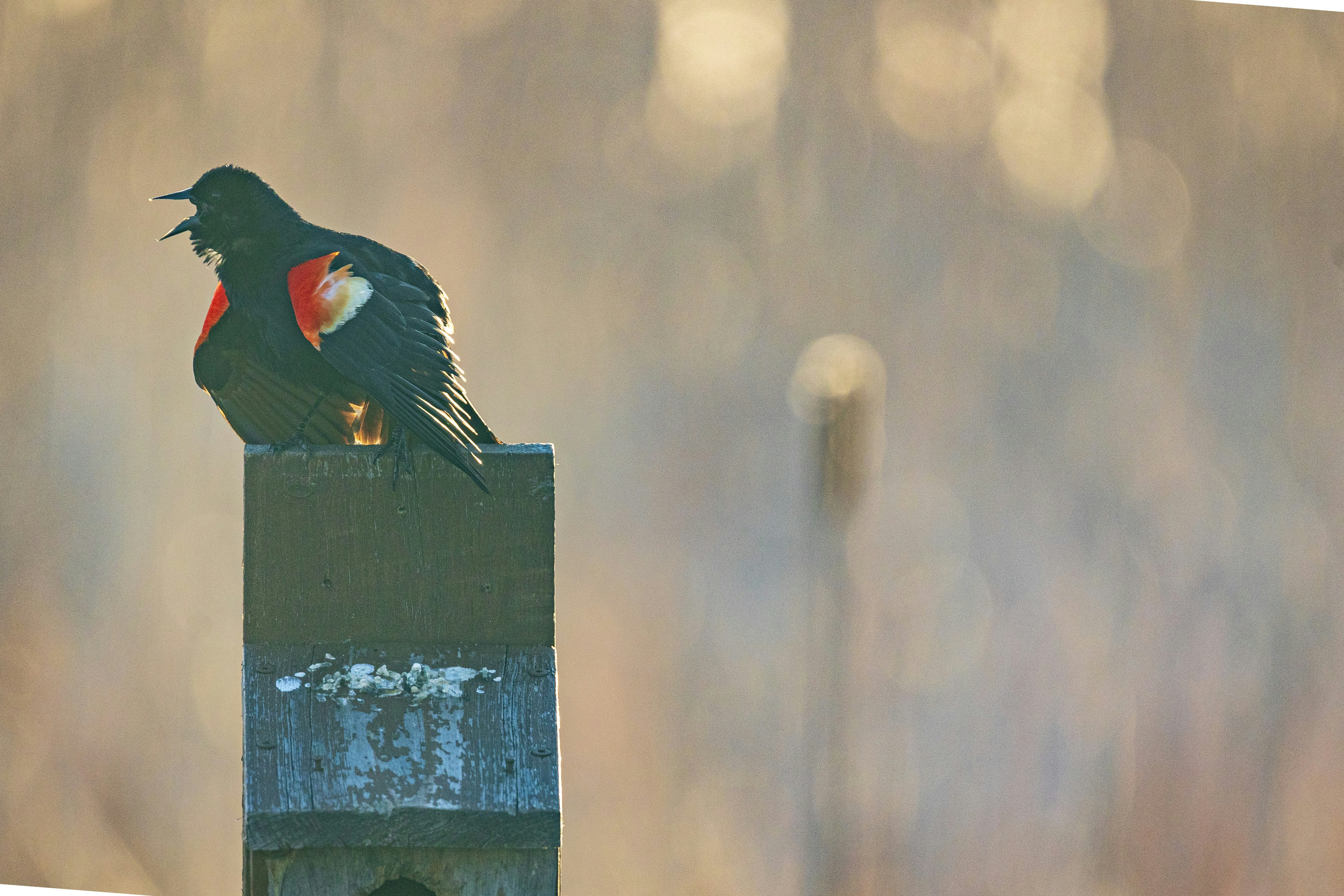 Red-Winged Blackbird Perched on a Weathered Post in Golden Backlight