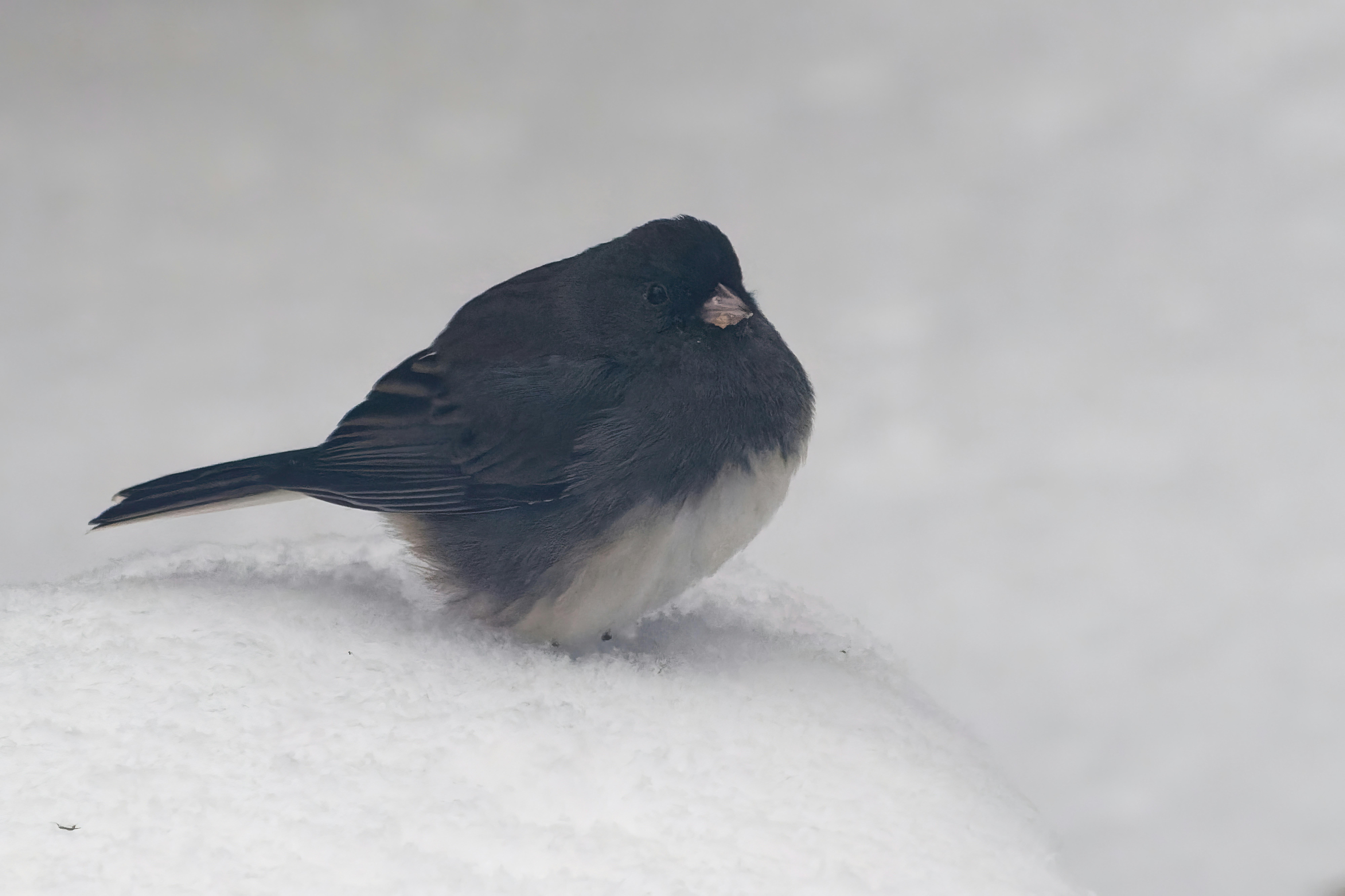 Snowbound Wisp: A Dark-Feathered Songbird Resting on a Frosty Perch