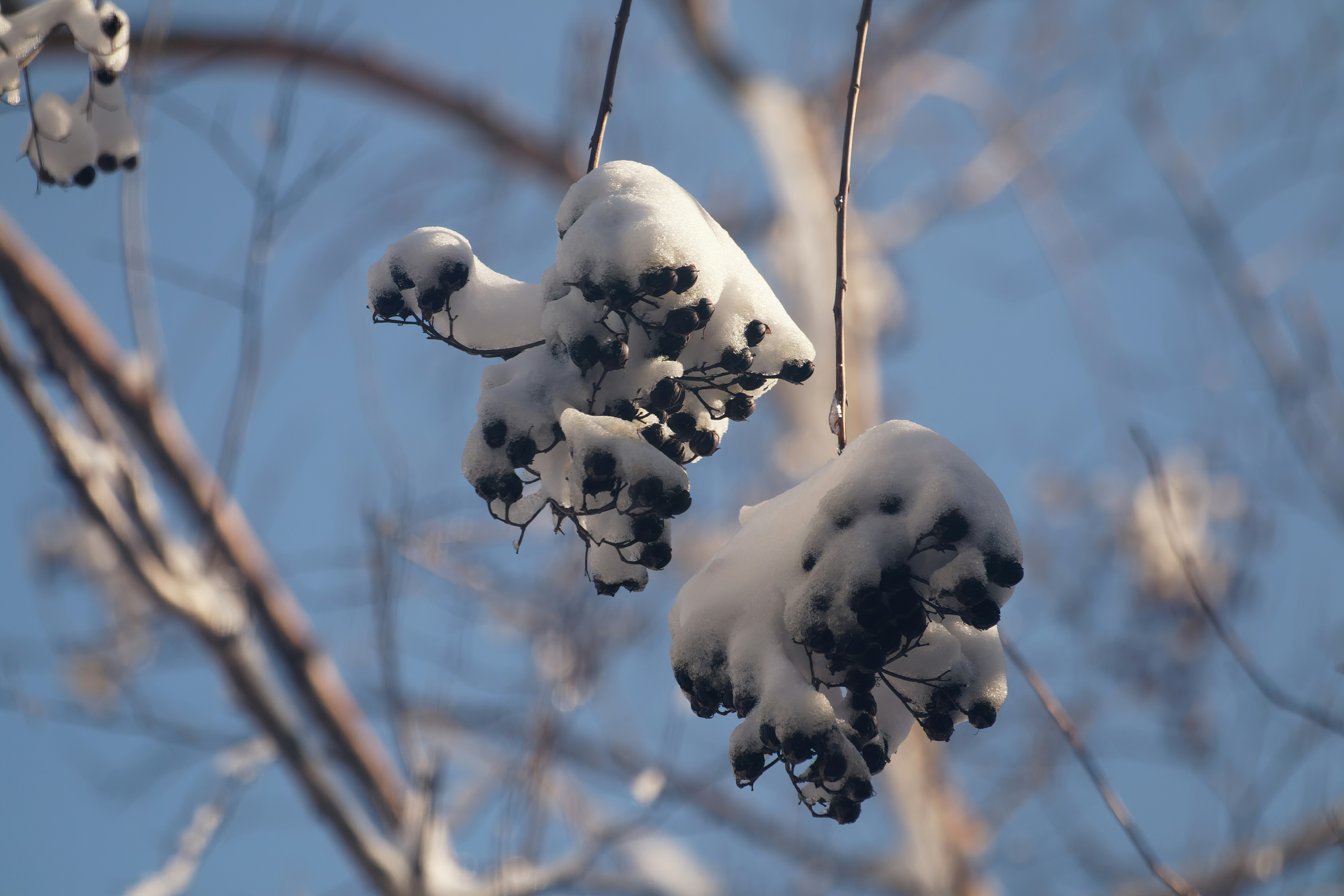 Seeds covered in snow hanging in the afternoon sunlight