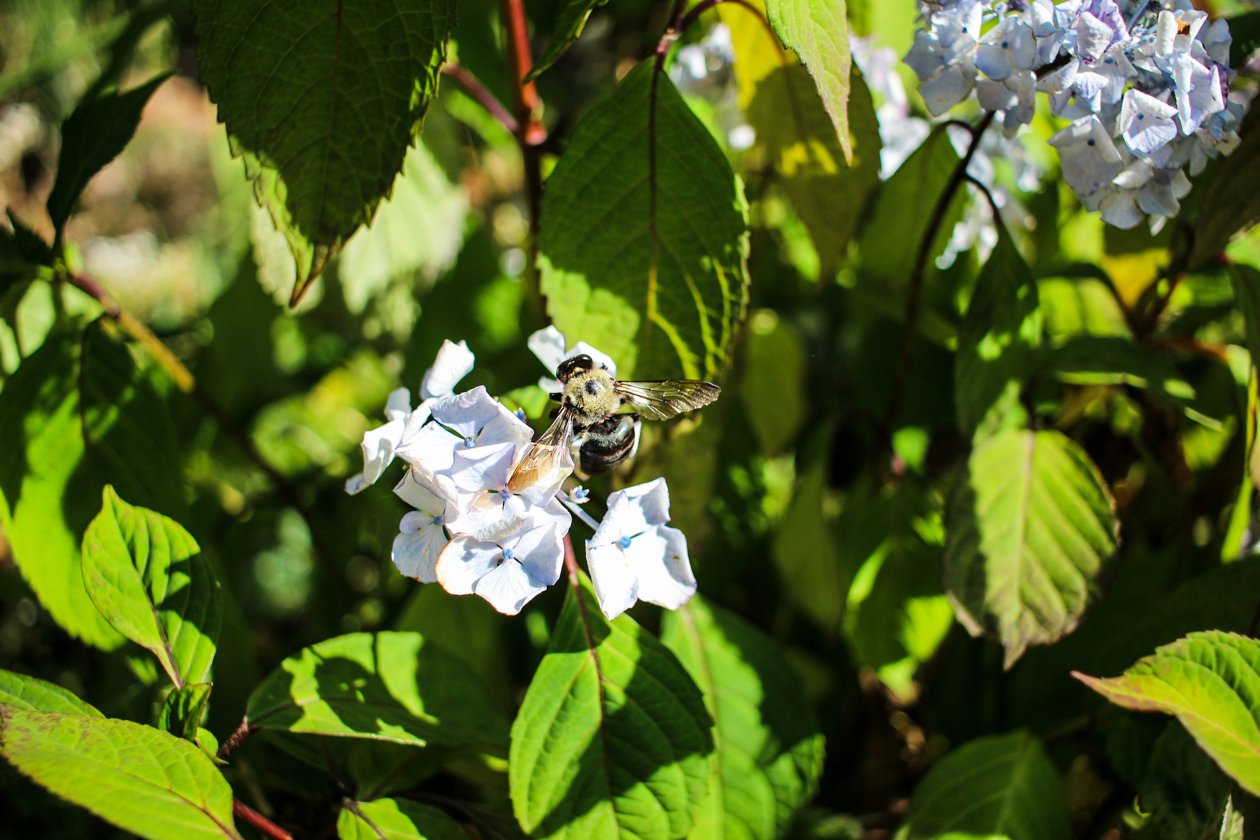Sunlit Honeybee Amid White Hydrangea Clusters