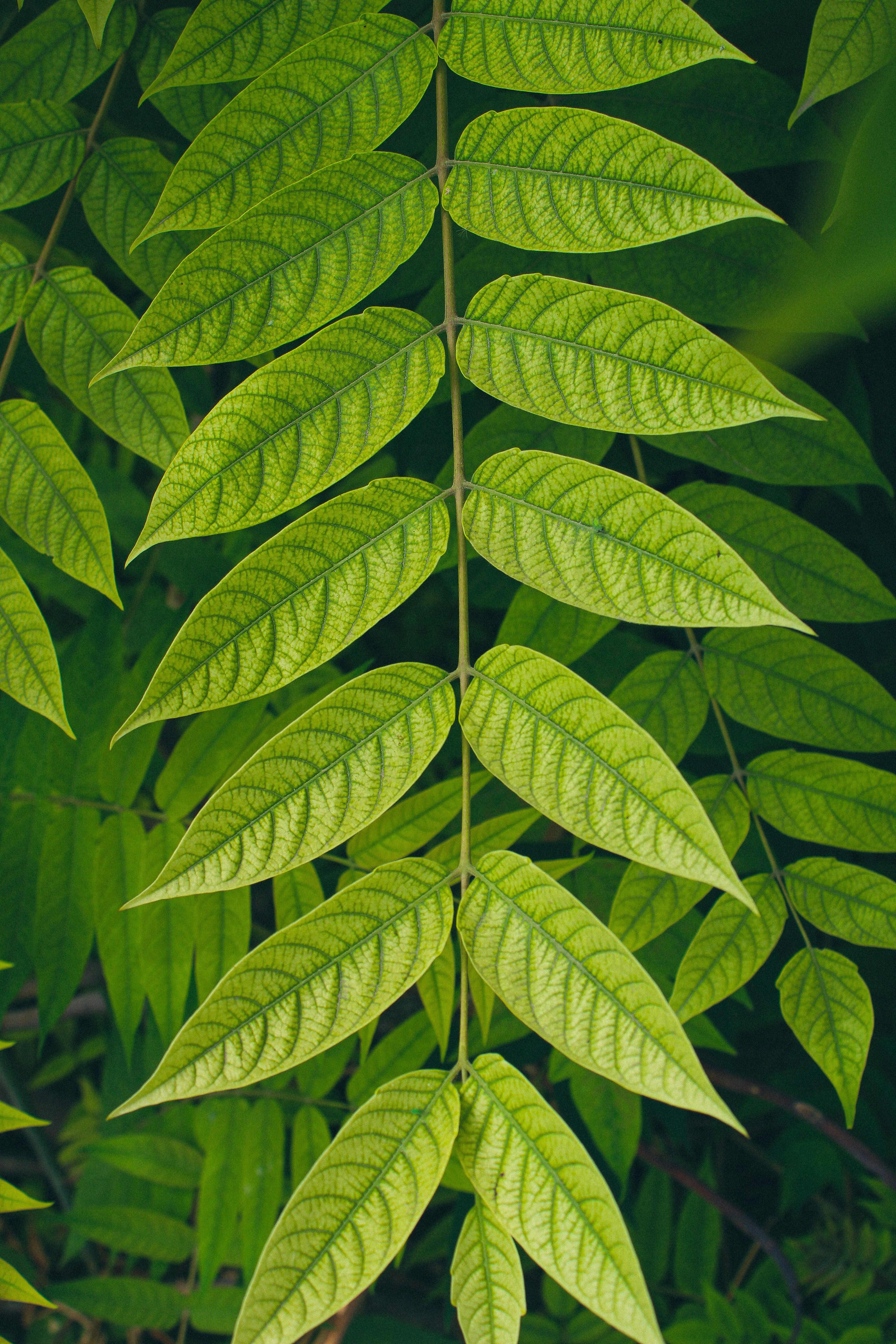 Close-up of a branch with vibrant green leaves showcasing detailed vein patterns.