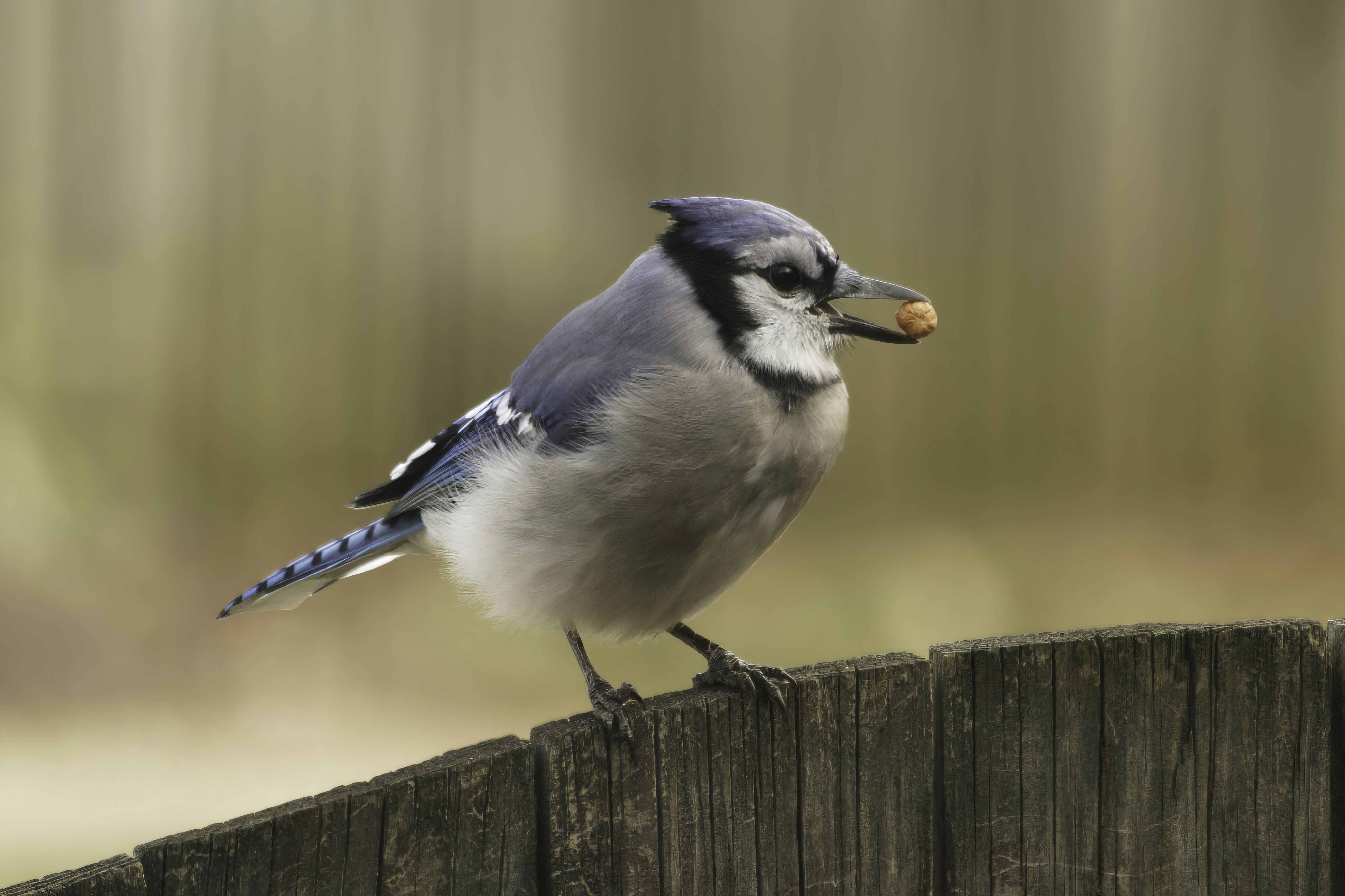 Peanut-Toting Blue Tit on a Weathered Fence
