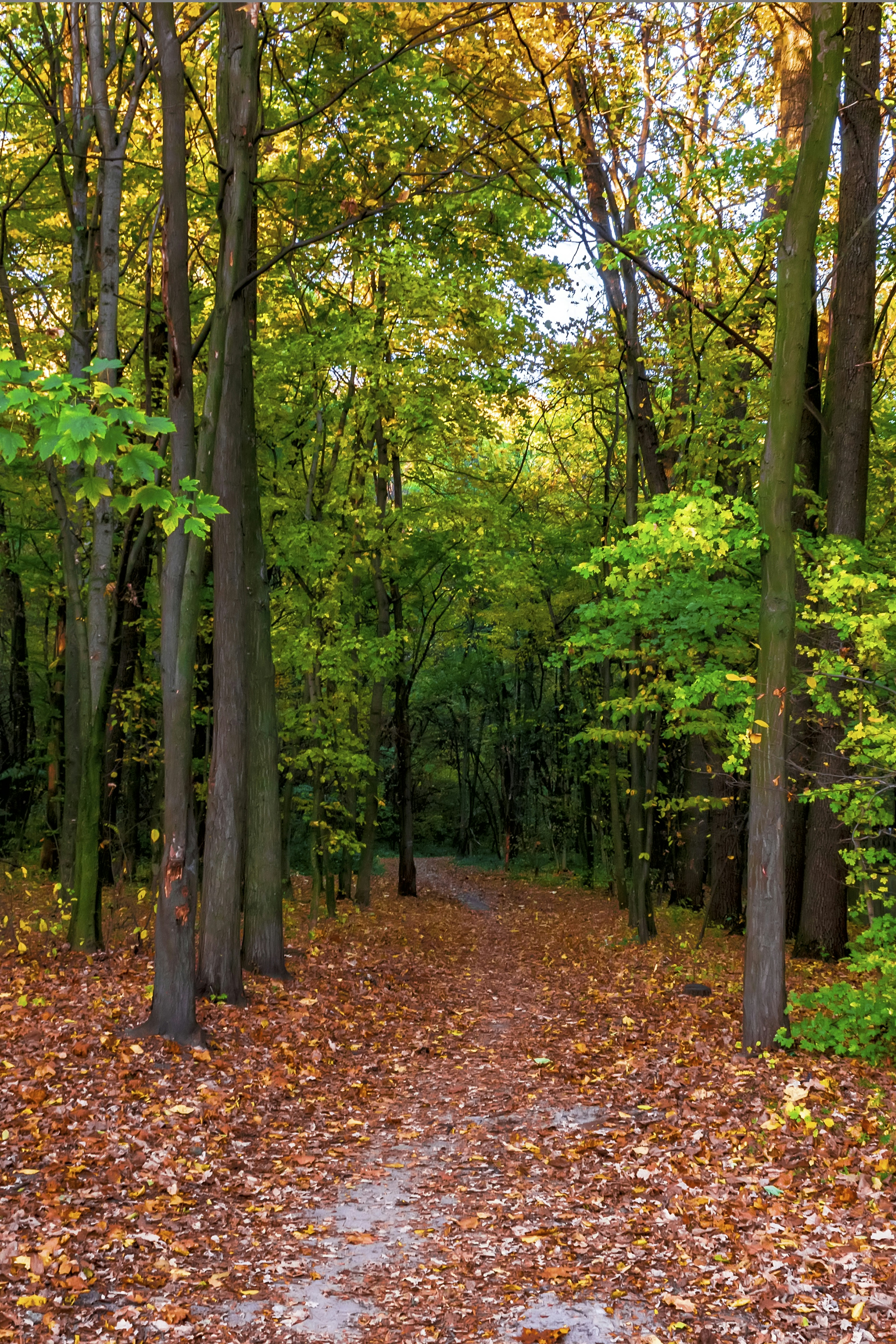 Pathway covered in fallen leaves surrounded by tall trees with autumn foliage.