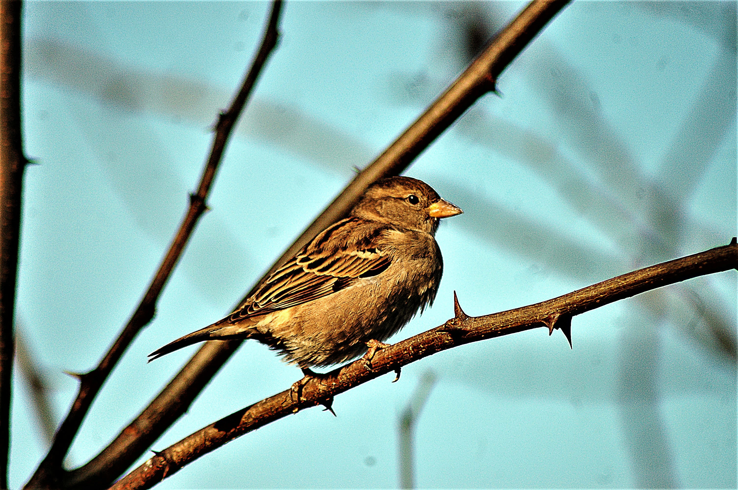 Perch-Side Sparrow on a Thorny Branch Under a Clear Blue Sky