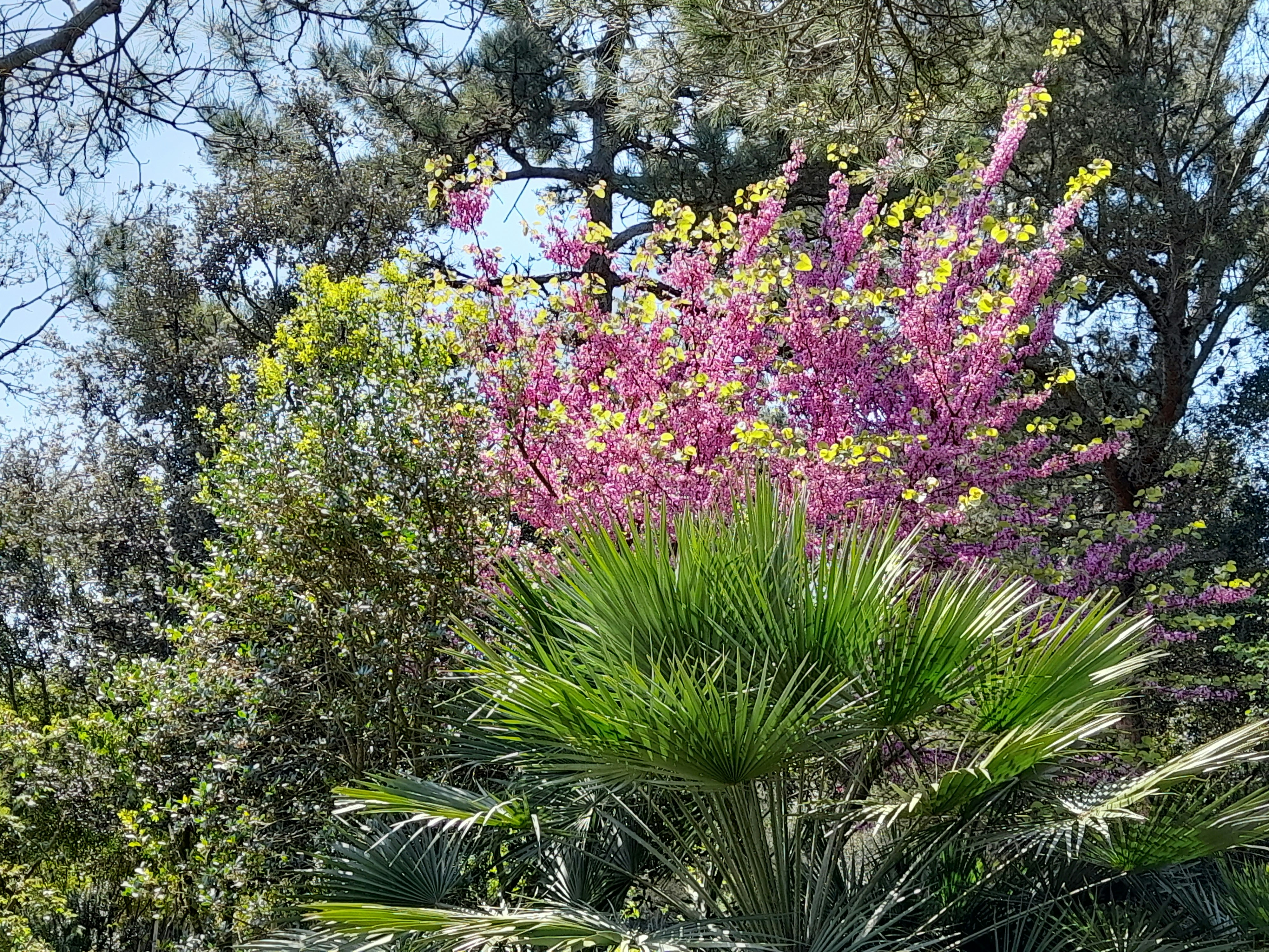 Sunlit Pink Blossom Crown Above Fan Palms in a Quiet Garden