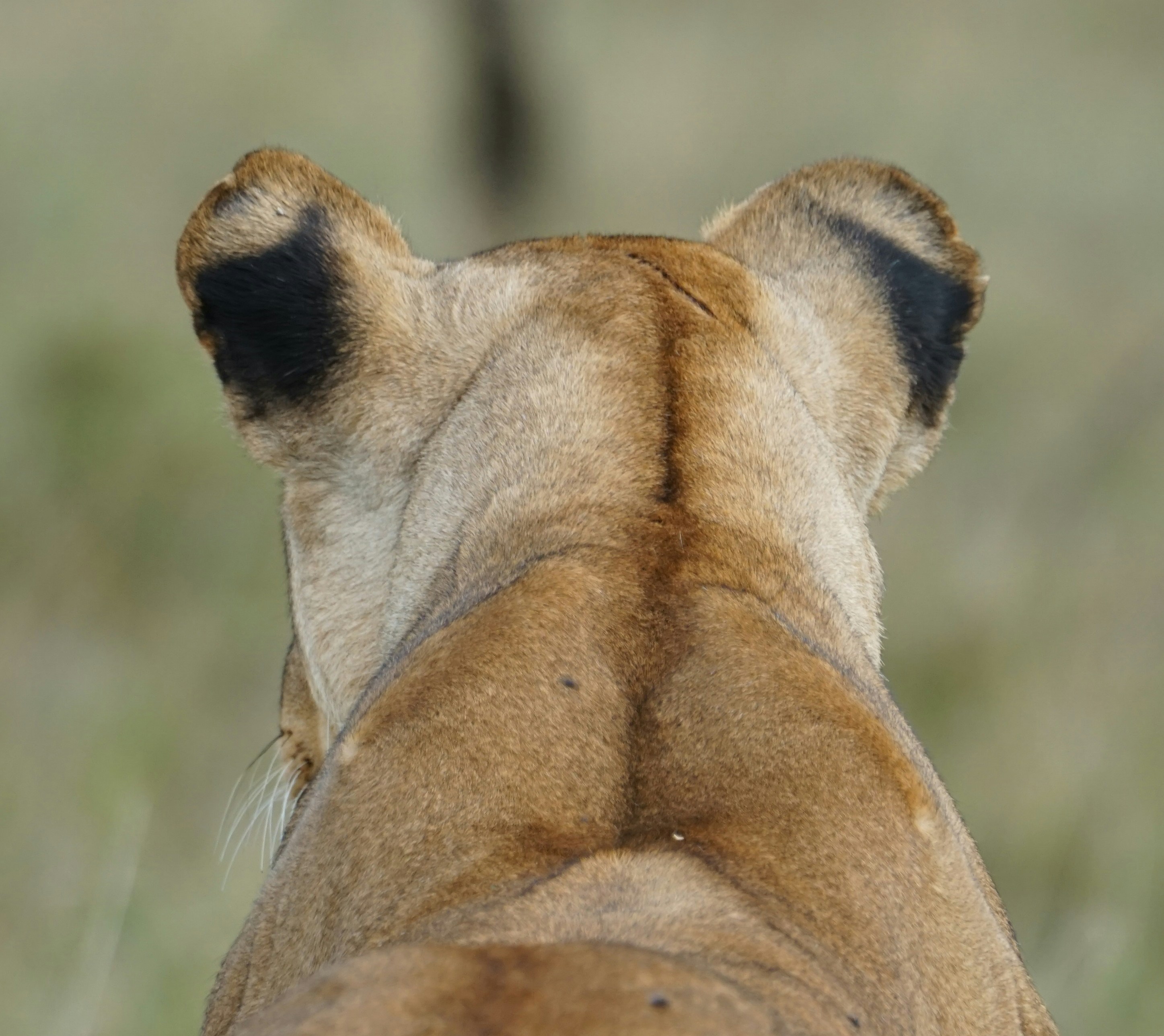 Hunchback Pictures | Download Free Images on Unsplash