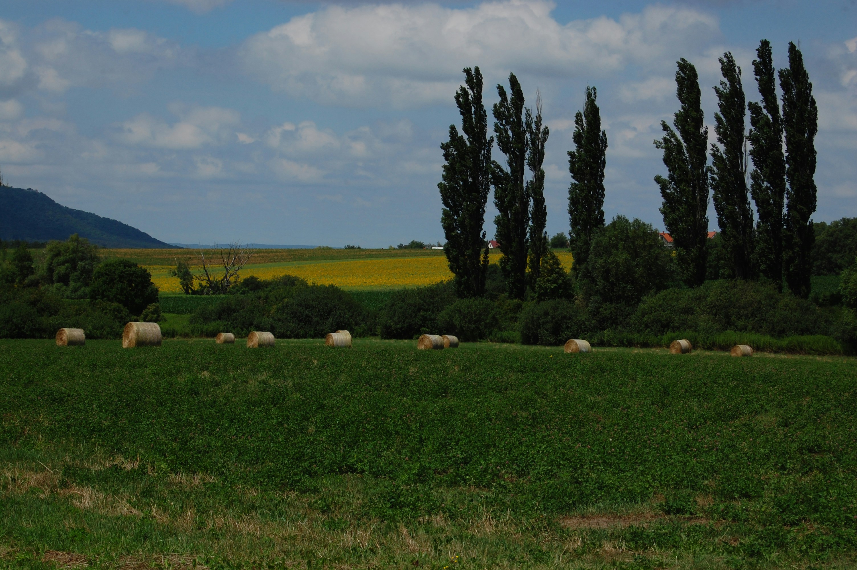 Hay Bale Row Beneath a Cathedral of Poplars