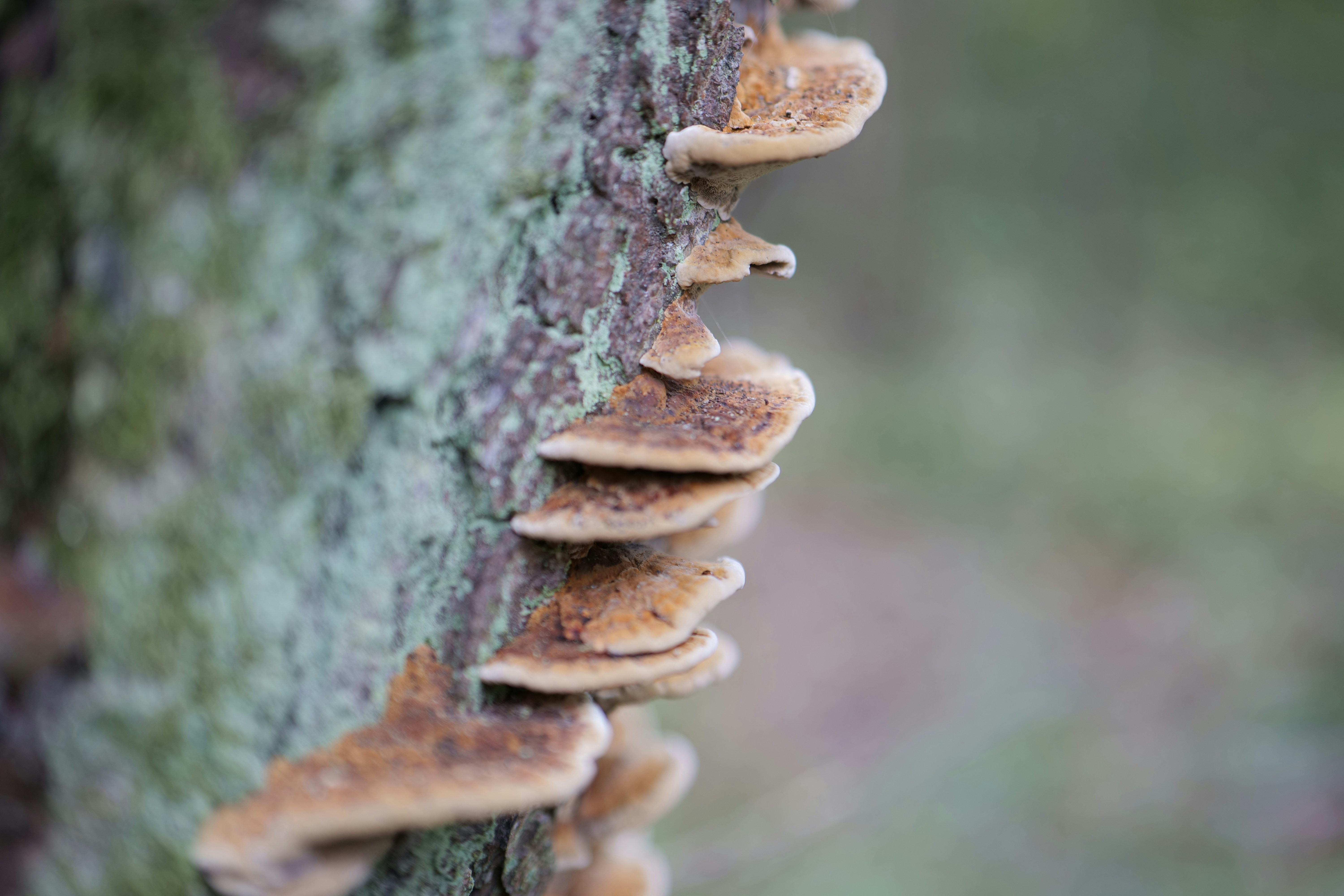 Shelf-fungus Parade Along a Weathered Trunk