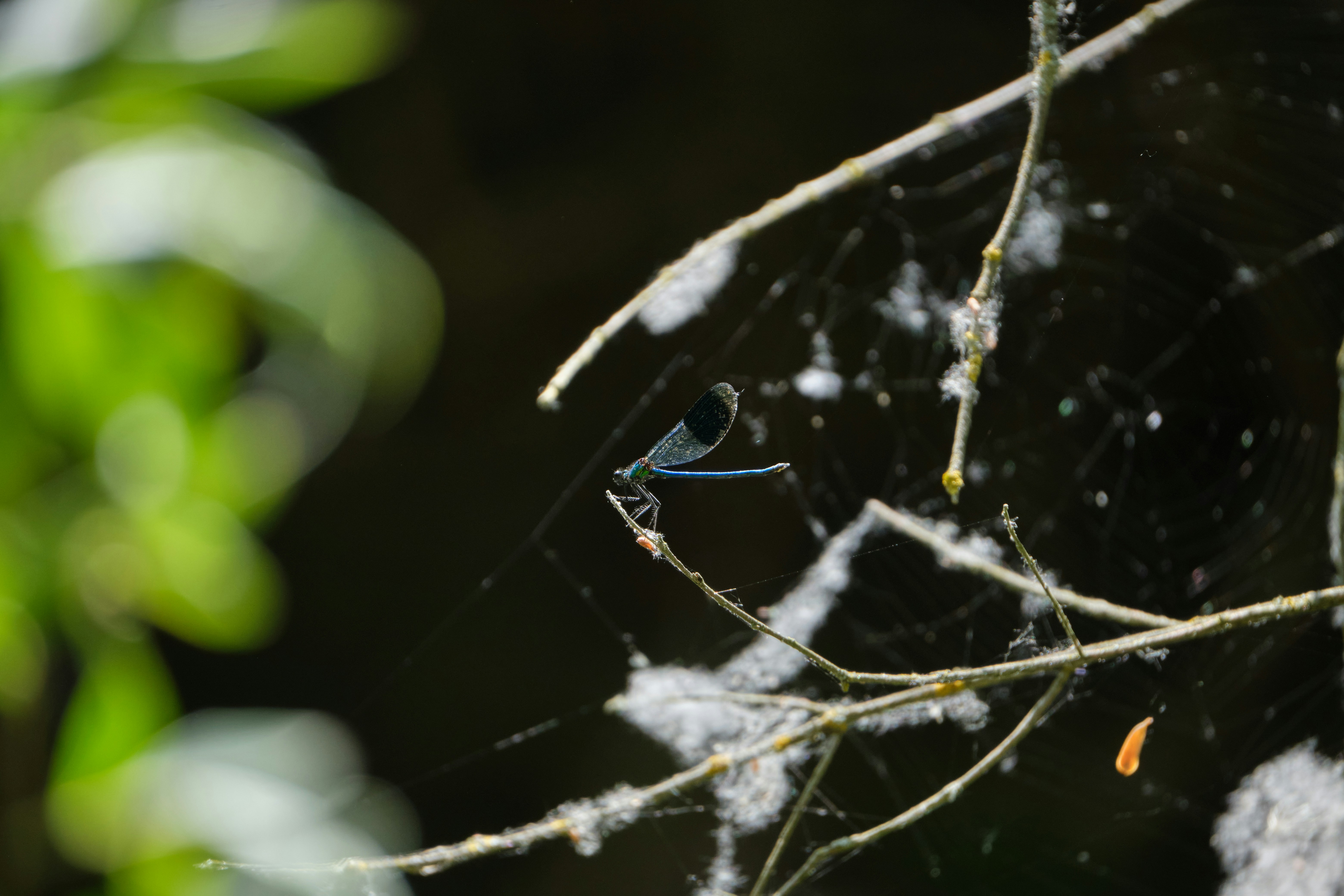 a spider on a web