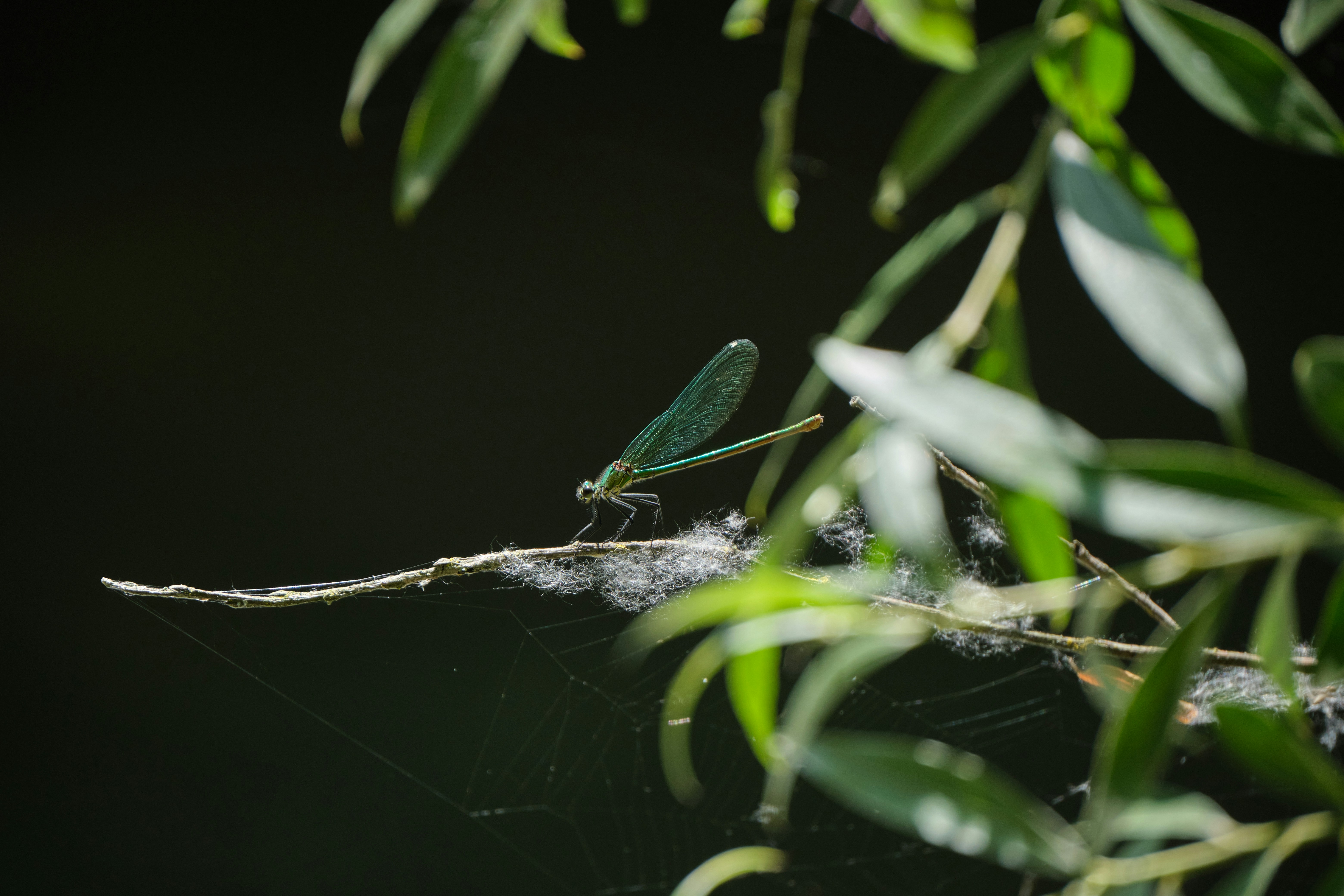 A bug on a branch photo – Free Insect Image on Unsplash