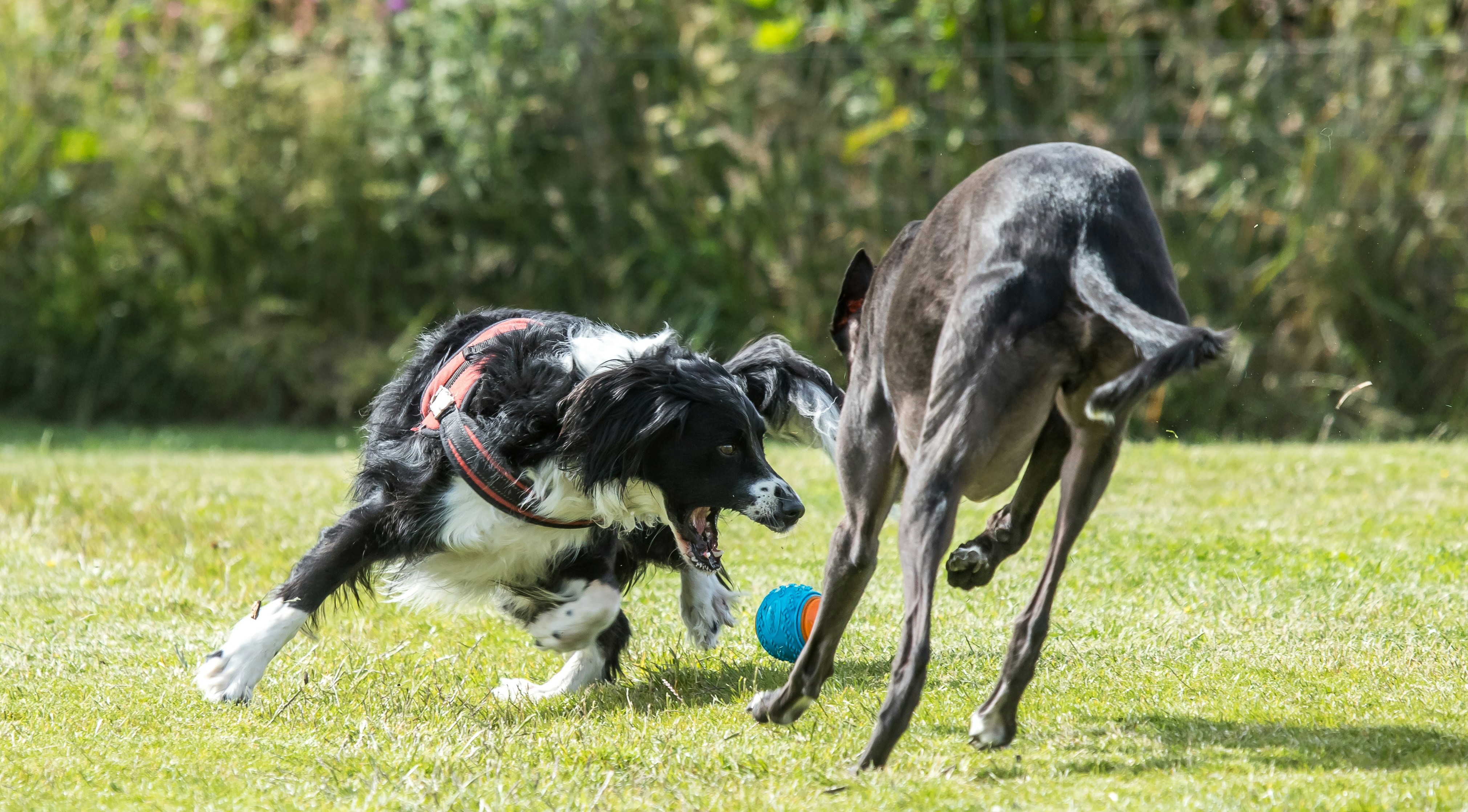 A group of dogs playing with a ball in a grassy area photo – Free Fife ...